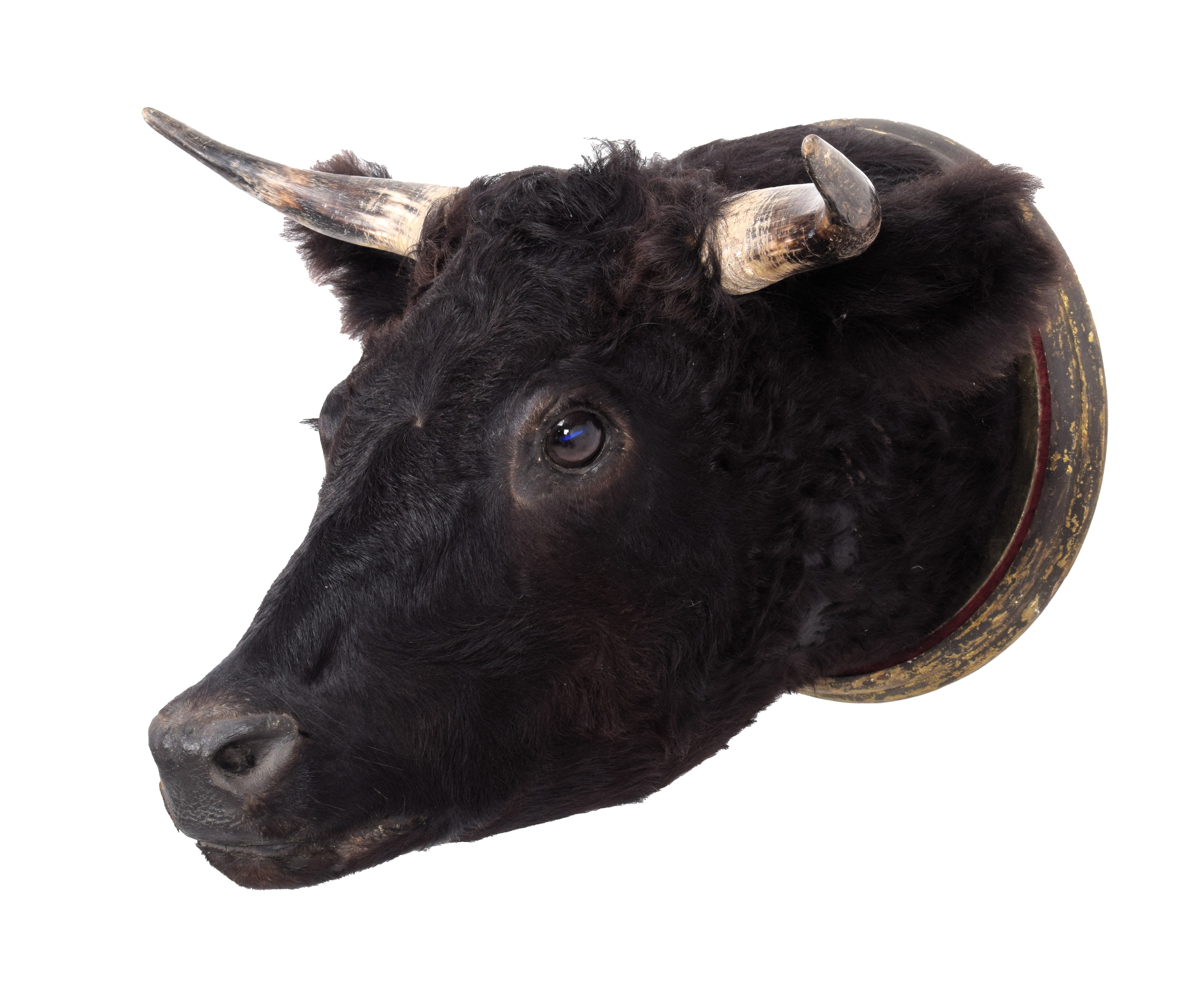 Lot 2143 - Taxidermy: A Black Bull Head Mount (Bos
