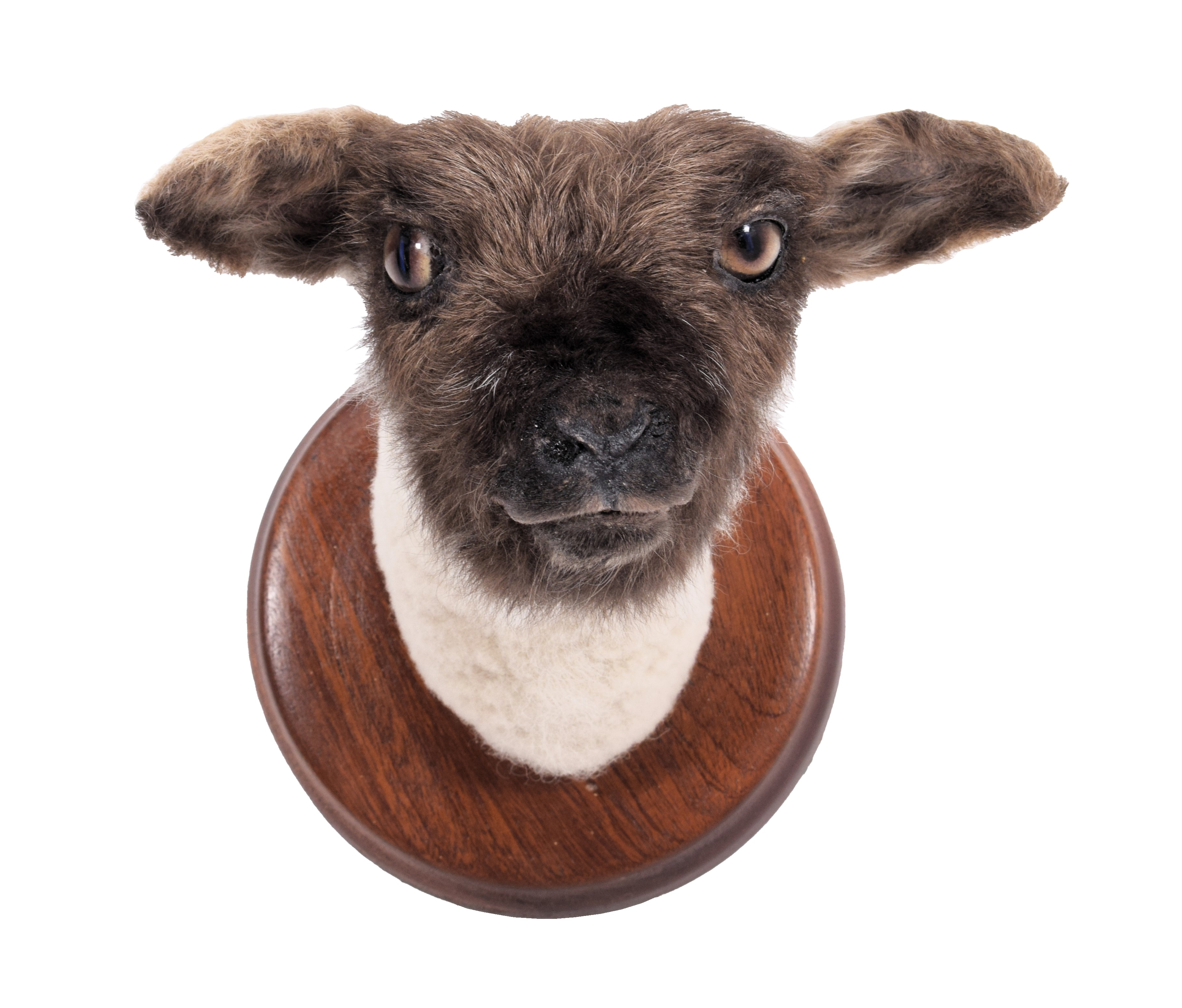 Lot 2148 - Taxidermy: A Juvenile Llama Neck Mount