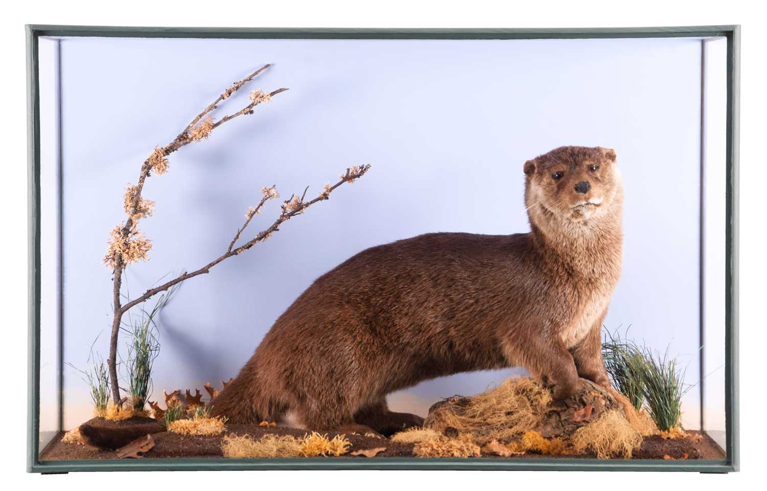 Lot 2175 - Taxidermy: A Cased European Otter (Lutra