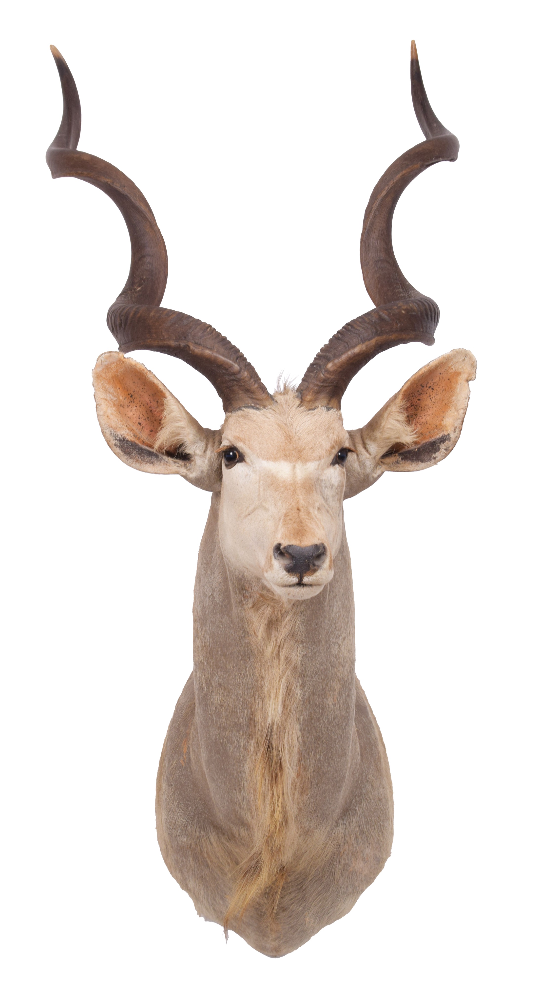 Lot 2170 - Taxidermy: Cape Greater Kudu (Strepsiceros