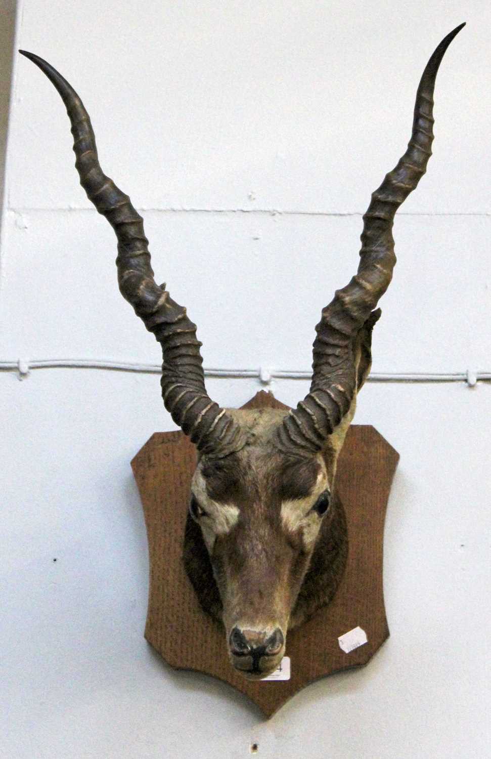 Lot 1514 - Taxidermy: Indian Blackbuck (Antilope