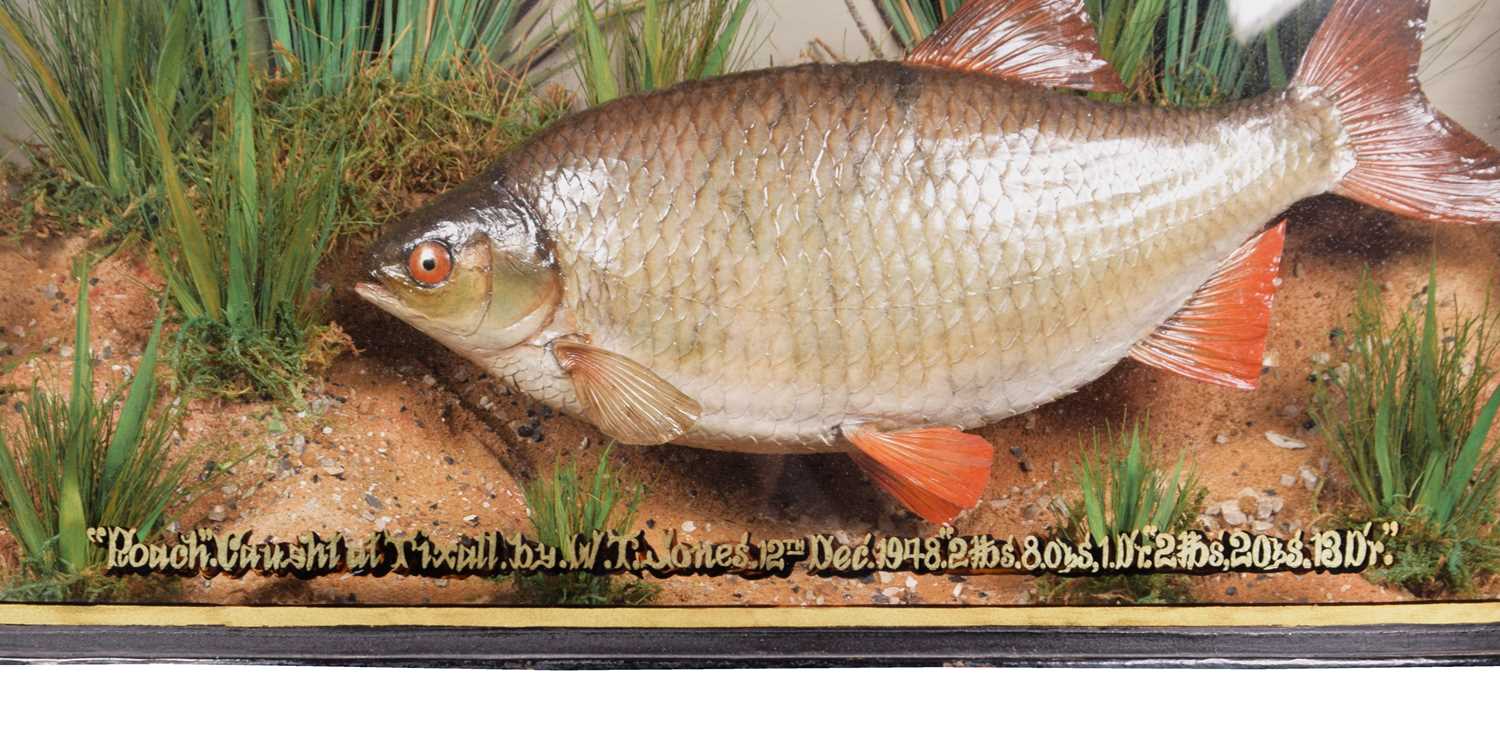 Lot 2281 - Taxidermy: A Cased Pair of Common Roach