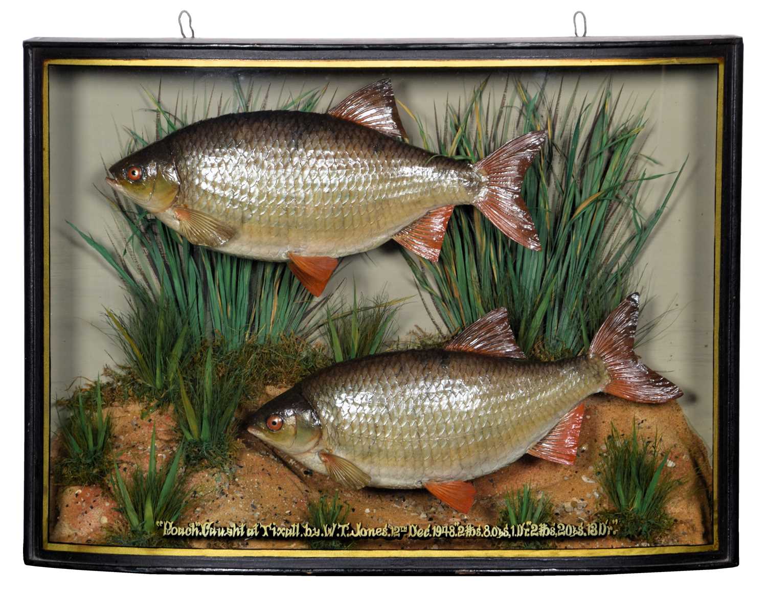 Lot 2281 - Taxidermy: A Cased Pair of Common Roach