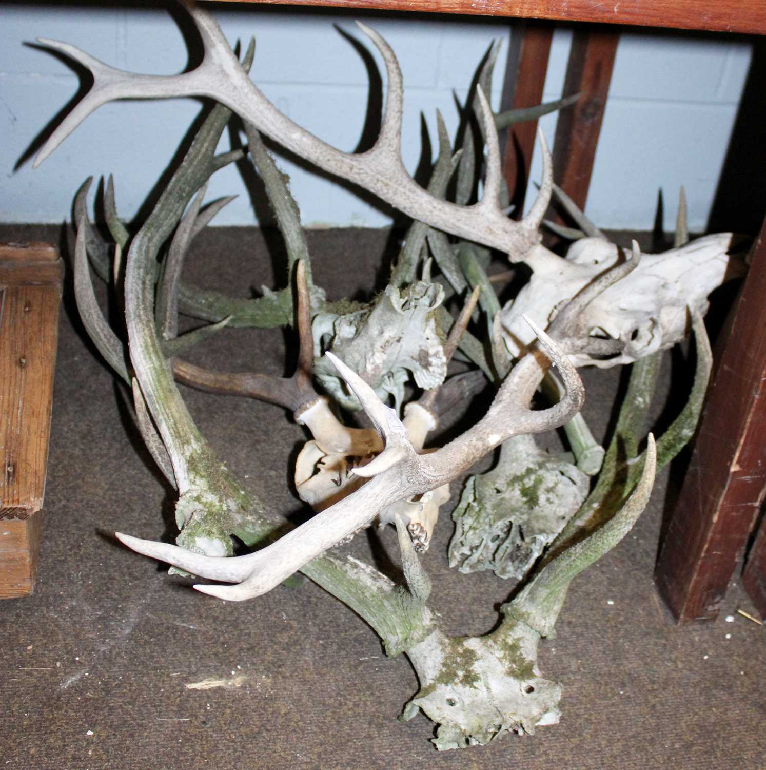 Lot 1480 - A Small Quantity of Antlers and Skulls,