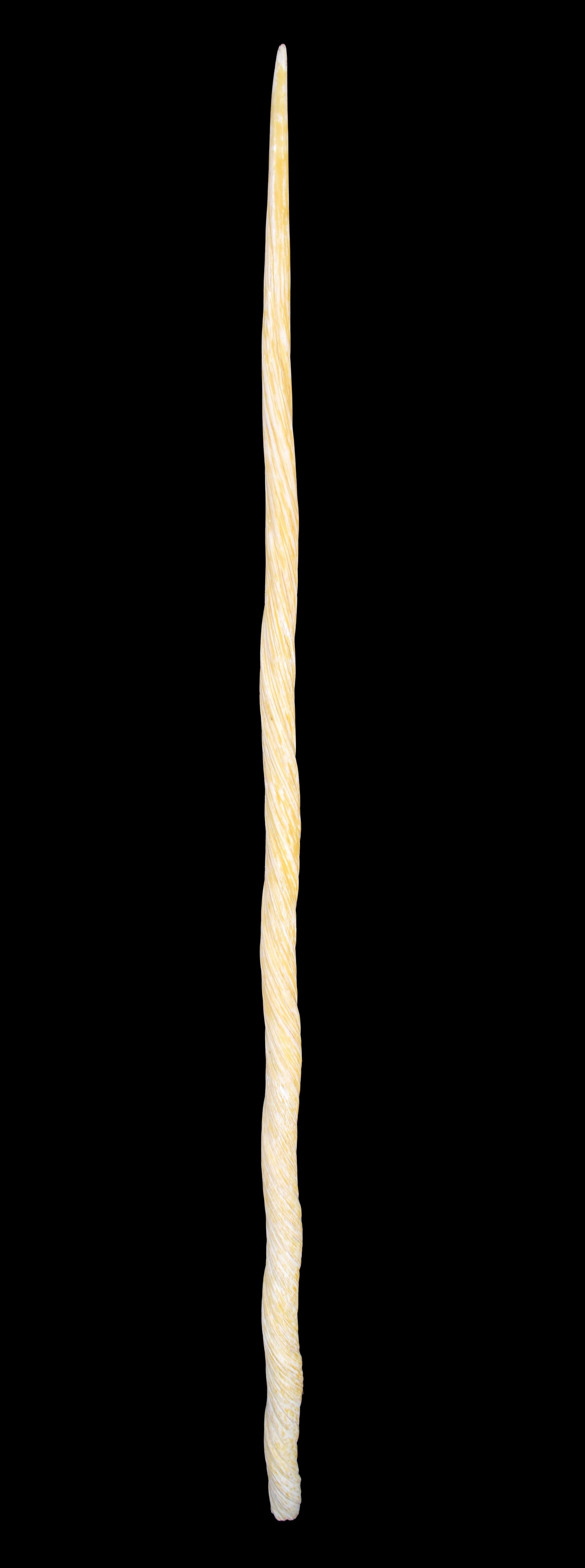 Lot 2240 - Natural History: A Large Narwhal Tusk
