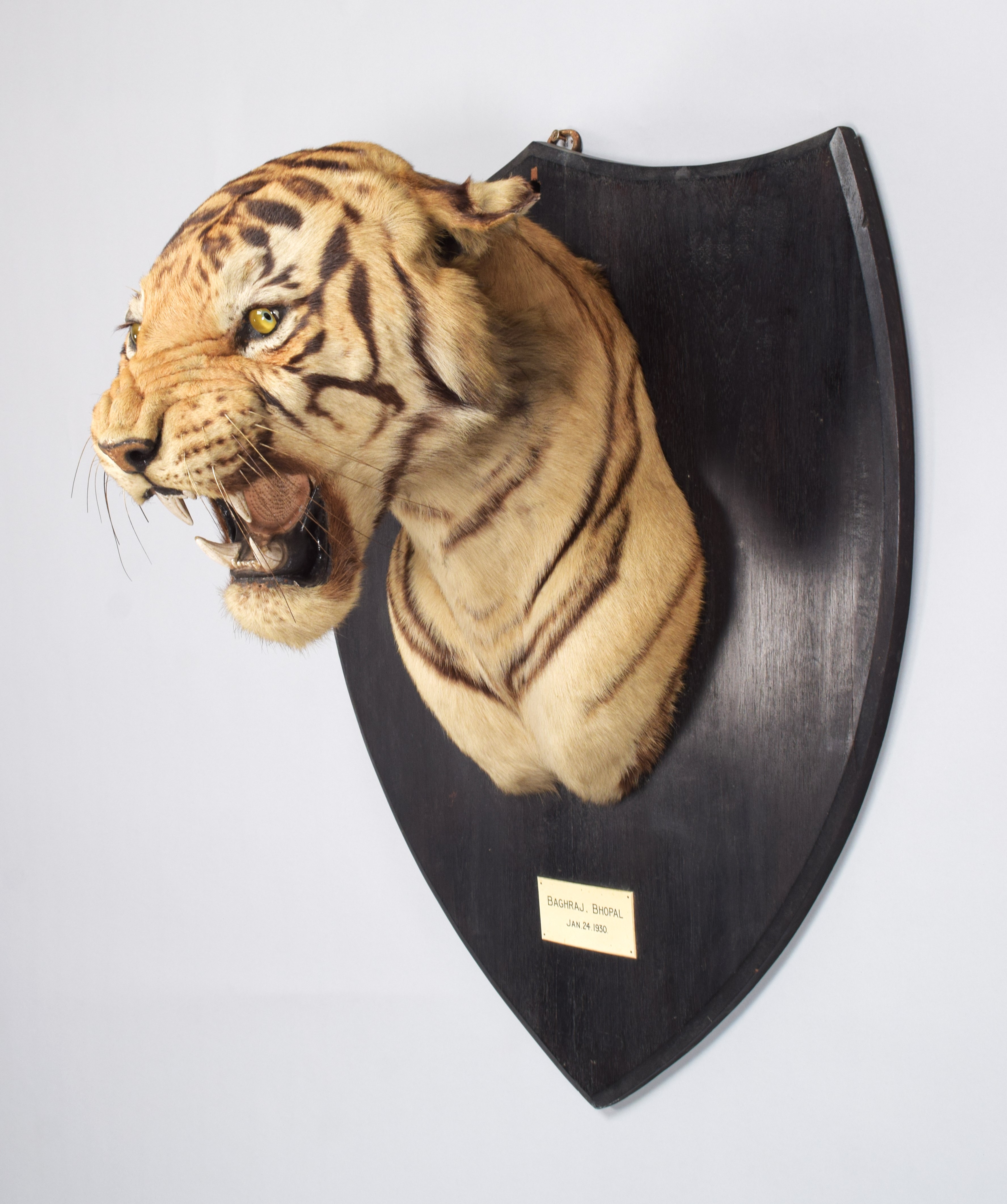 Taxidermy: Bengal Tiger (Panthera tigris tigris),