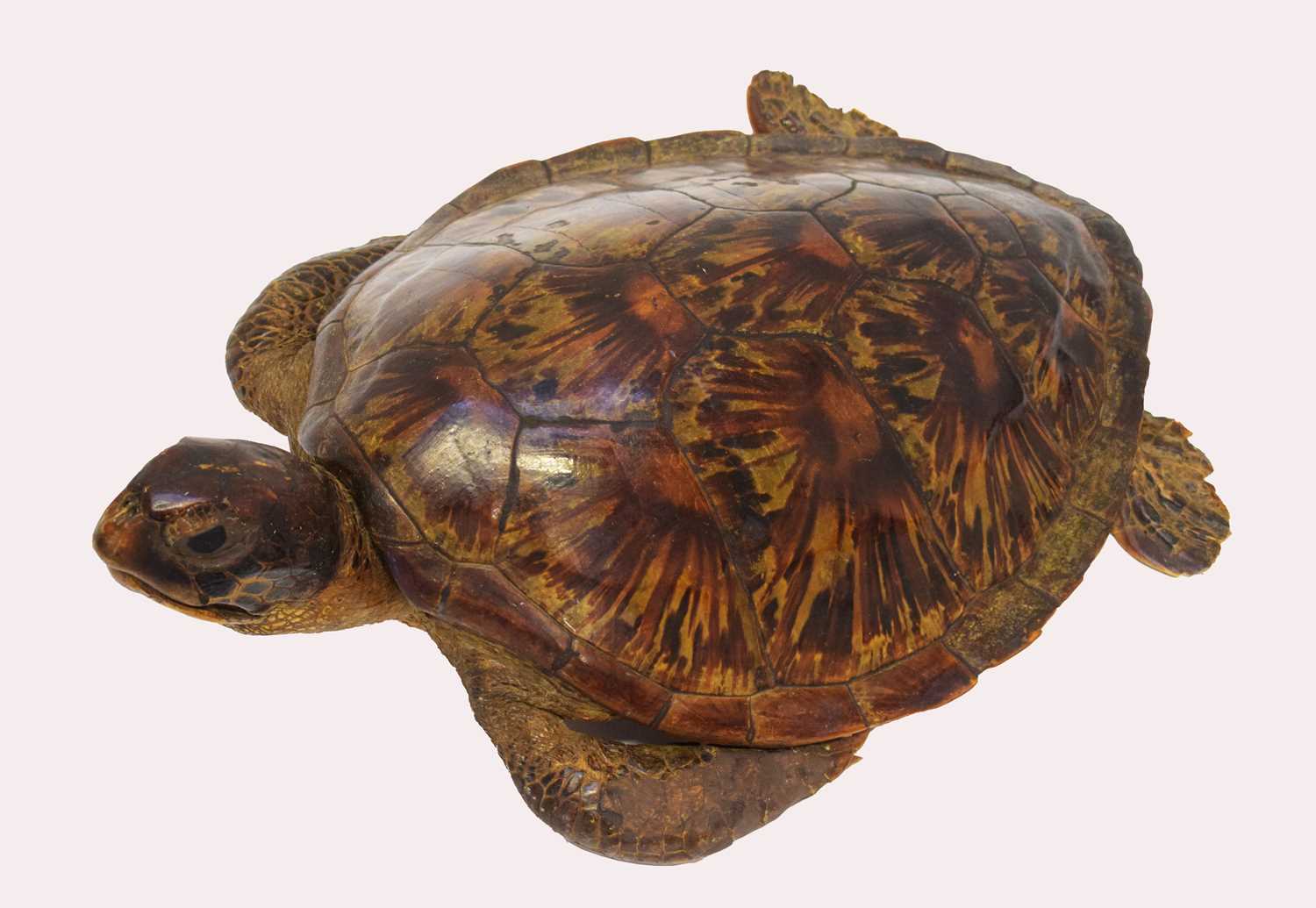 Lot 144 - Taxidermy: Green Turtle (Chelonia mydas),