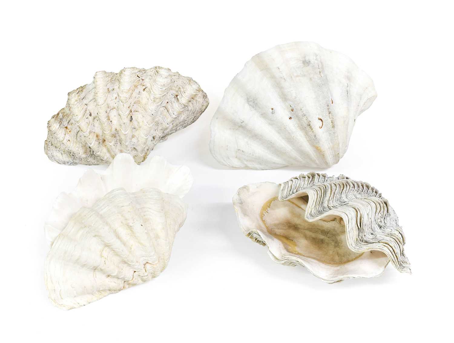 Lot 754 - Natural History: A Collection of Clam Shells