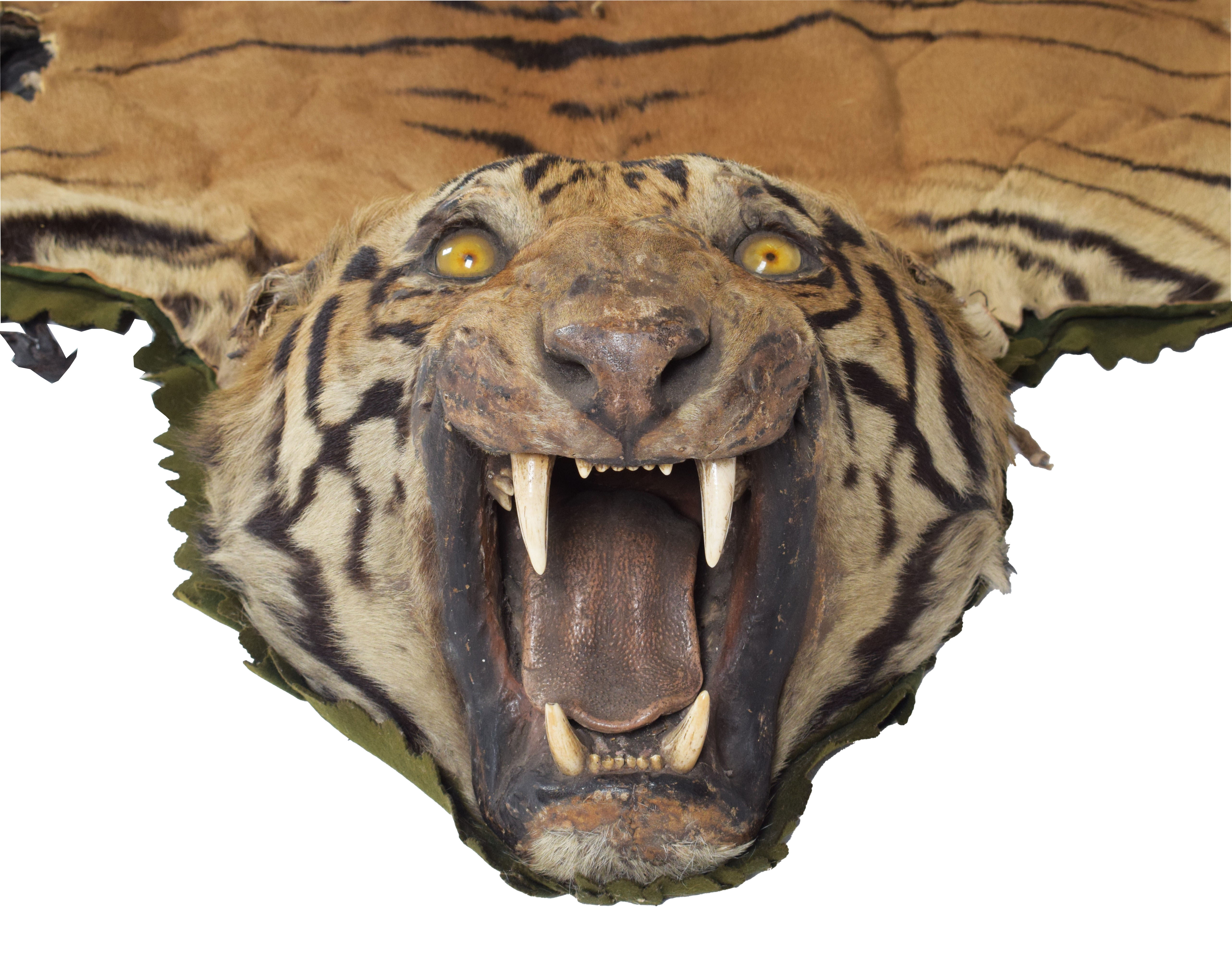 Lot 95 - Taxidermy: Bengal Tiger Skin (Panthera tigris