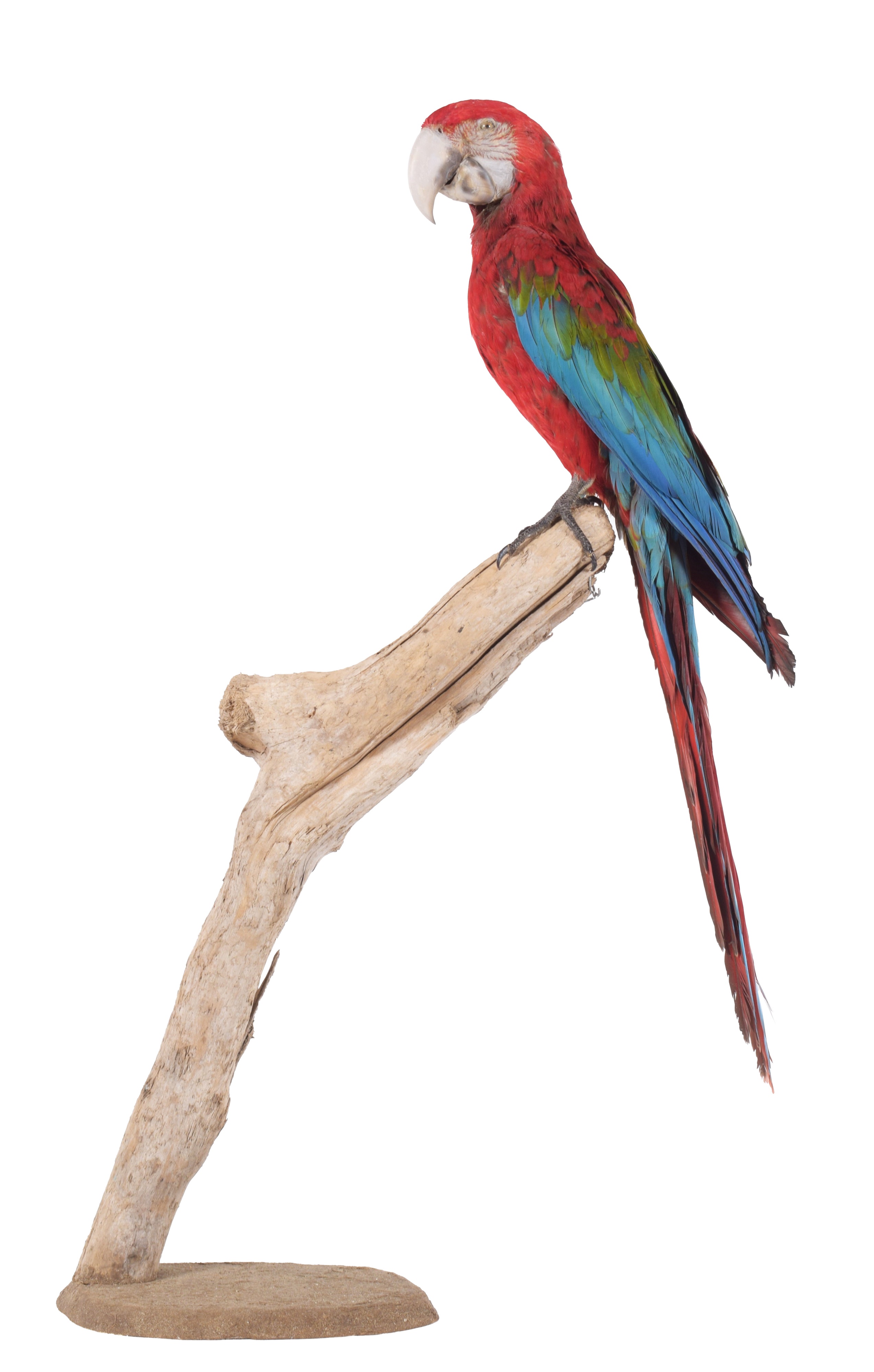 Lot 203 - Taxidermy: A Red-and-Green Macaw (Ara