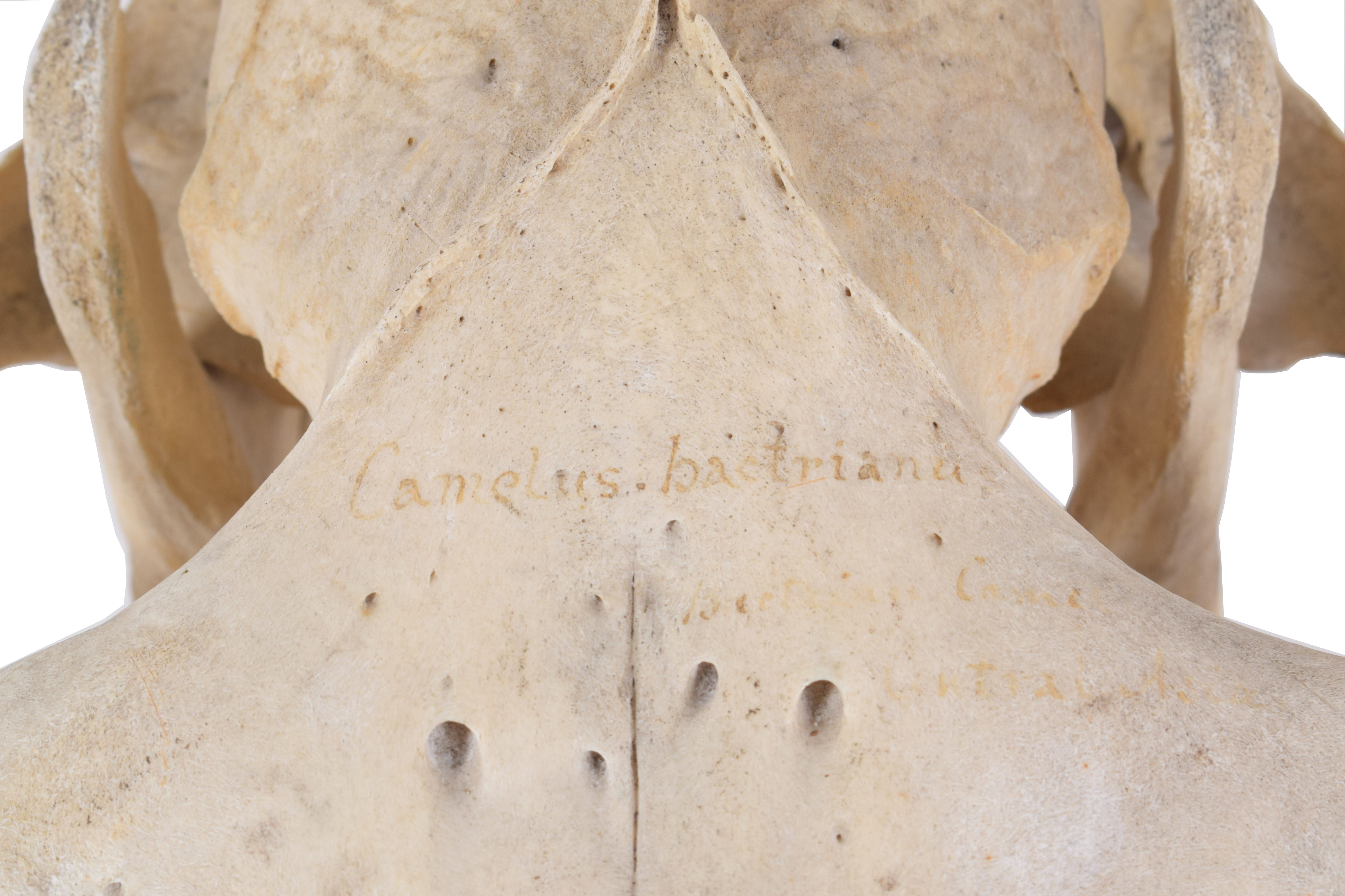 Skulls/Anatomy: Bactrian Camel Skull (Camelus