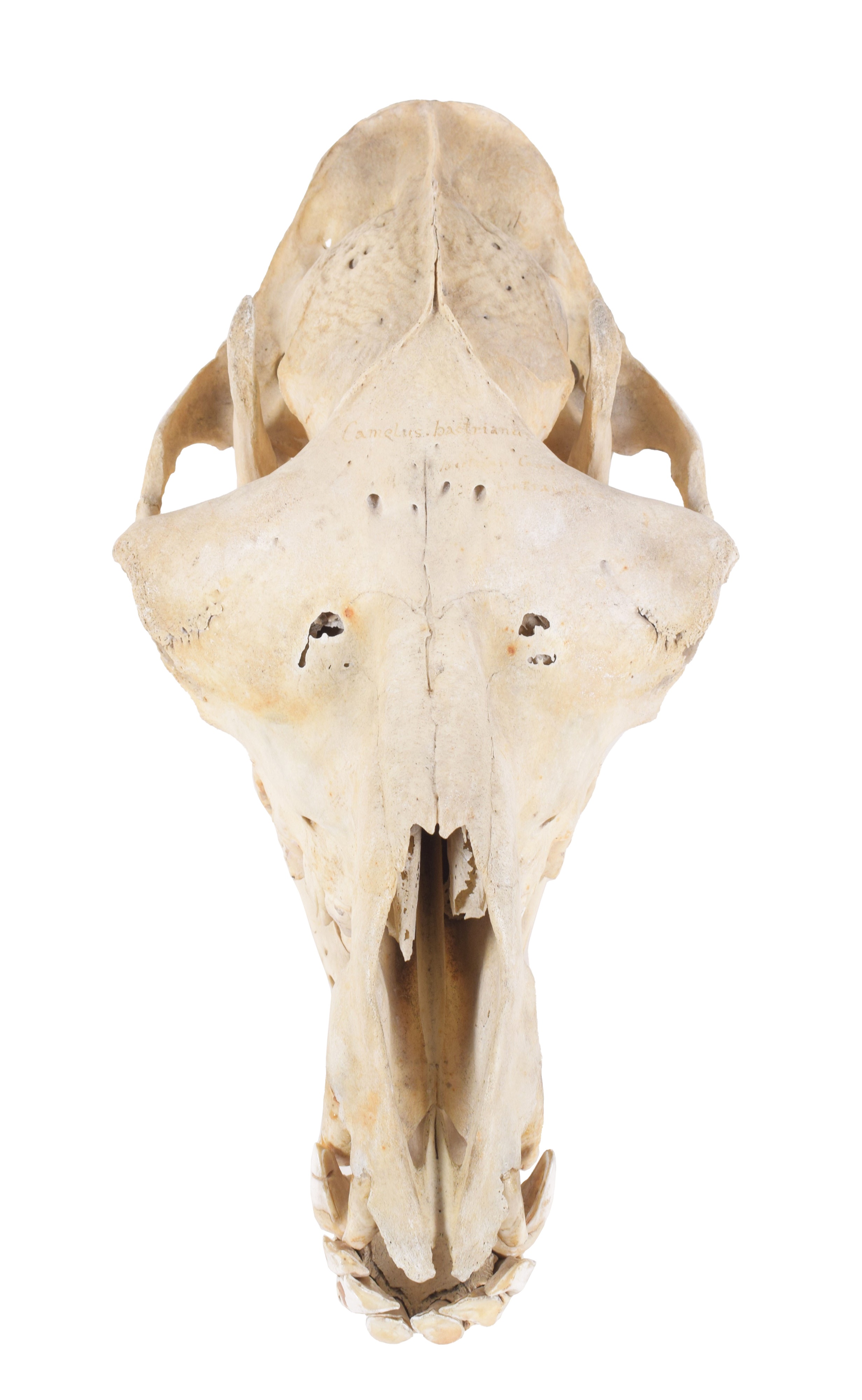 Skulls/Anatomy: Bactrian Camel Skull (Camelus