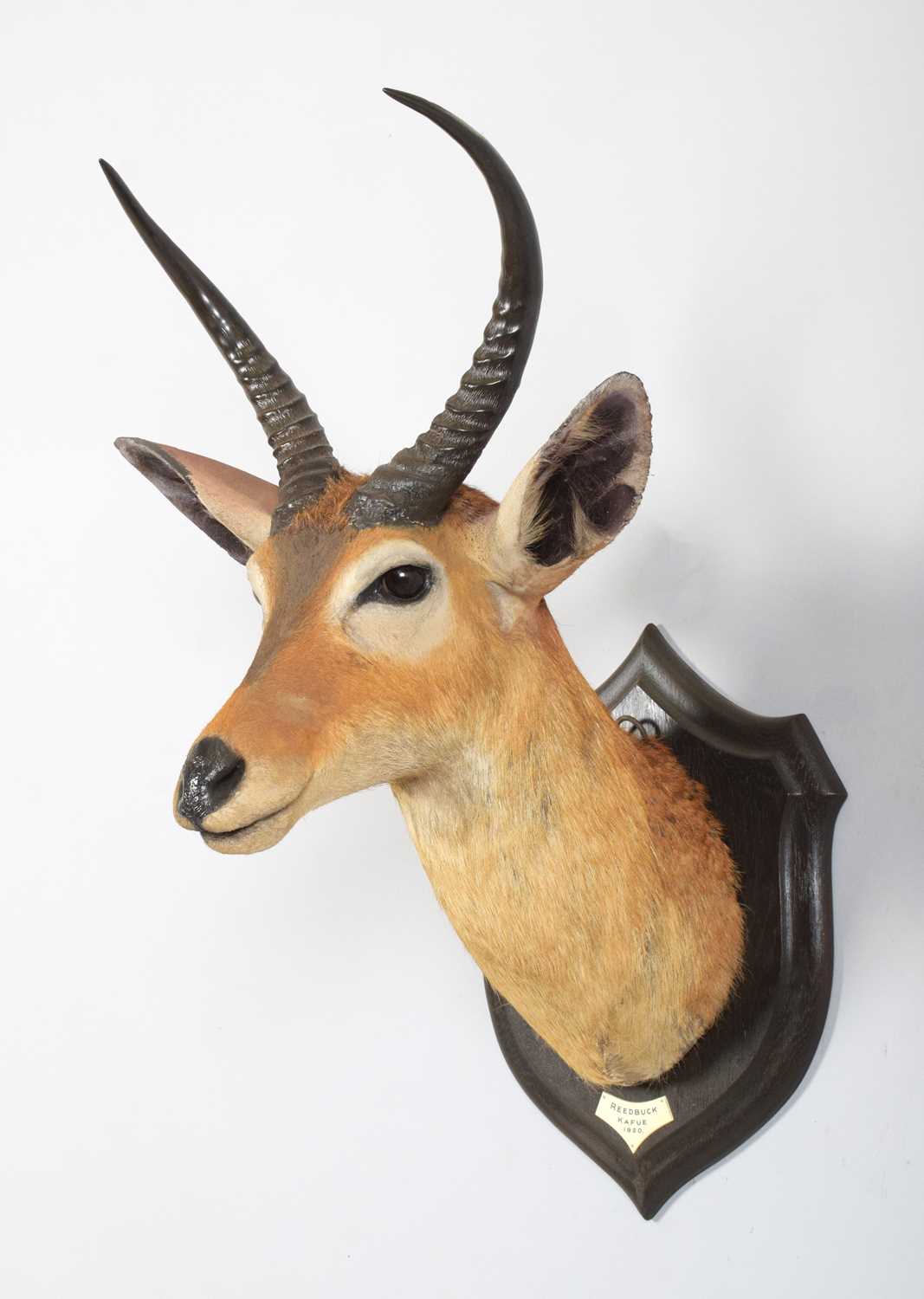 Lot 48 - Taxidermy: Common Reedbuck (Redunca