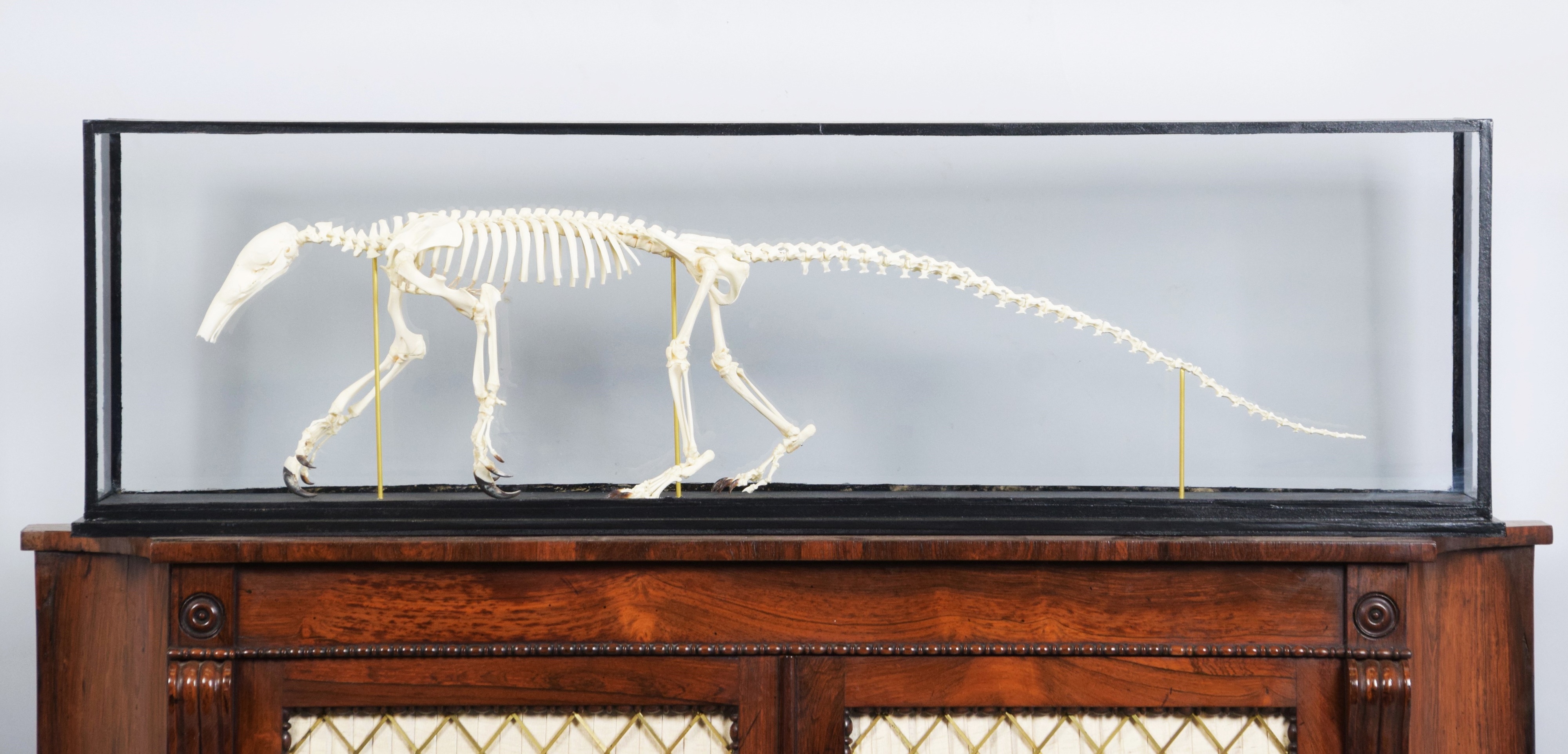 Lot 167 - Skeletons/Anatomy: A Cased Southern Tamandua