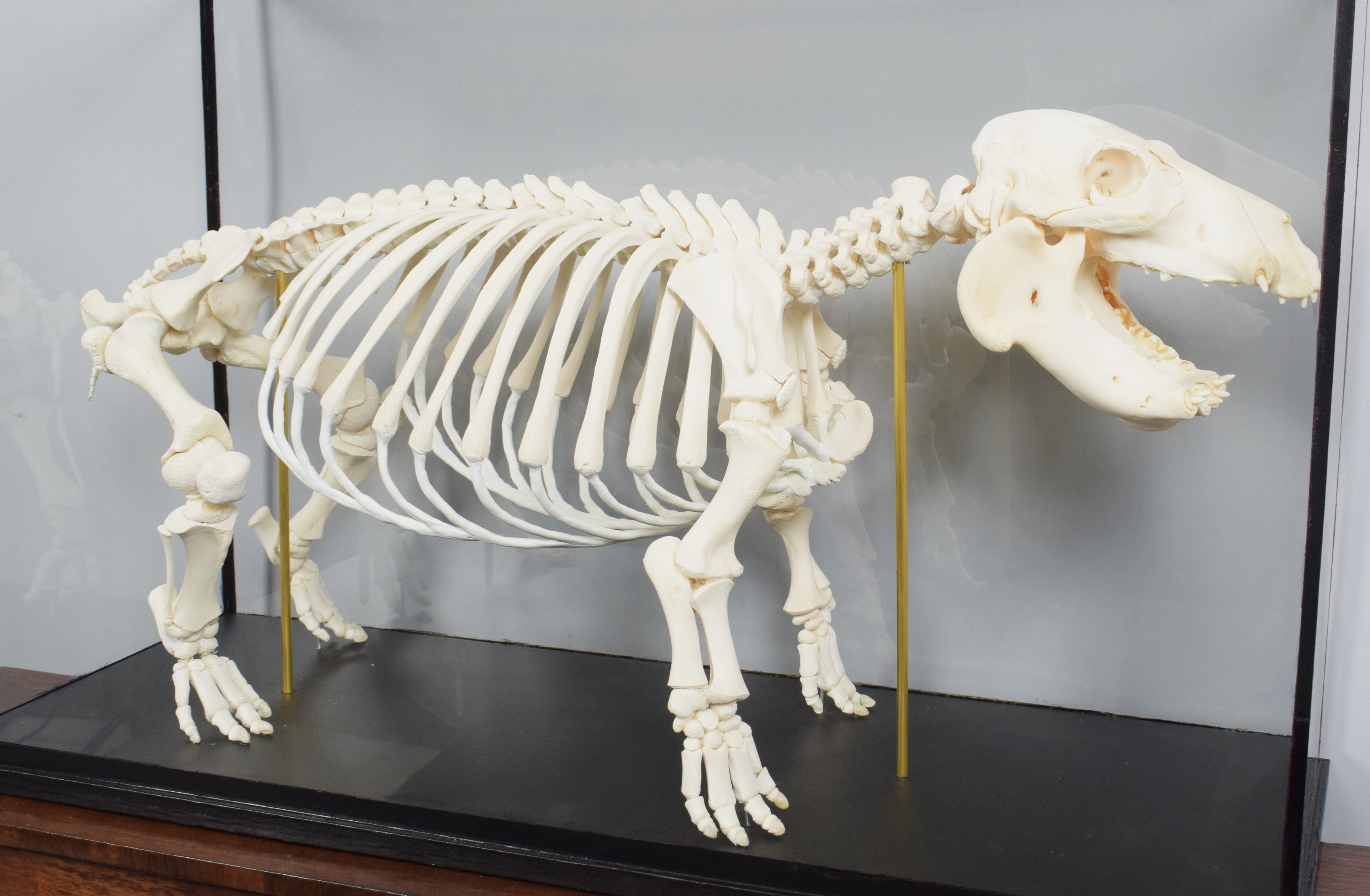 Lot 78 - Skeletons/Anatomy: A Cased Baby Hippopotamus