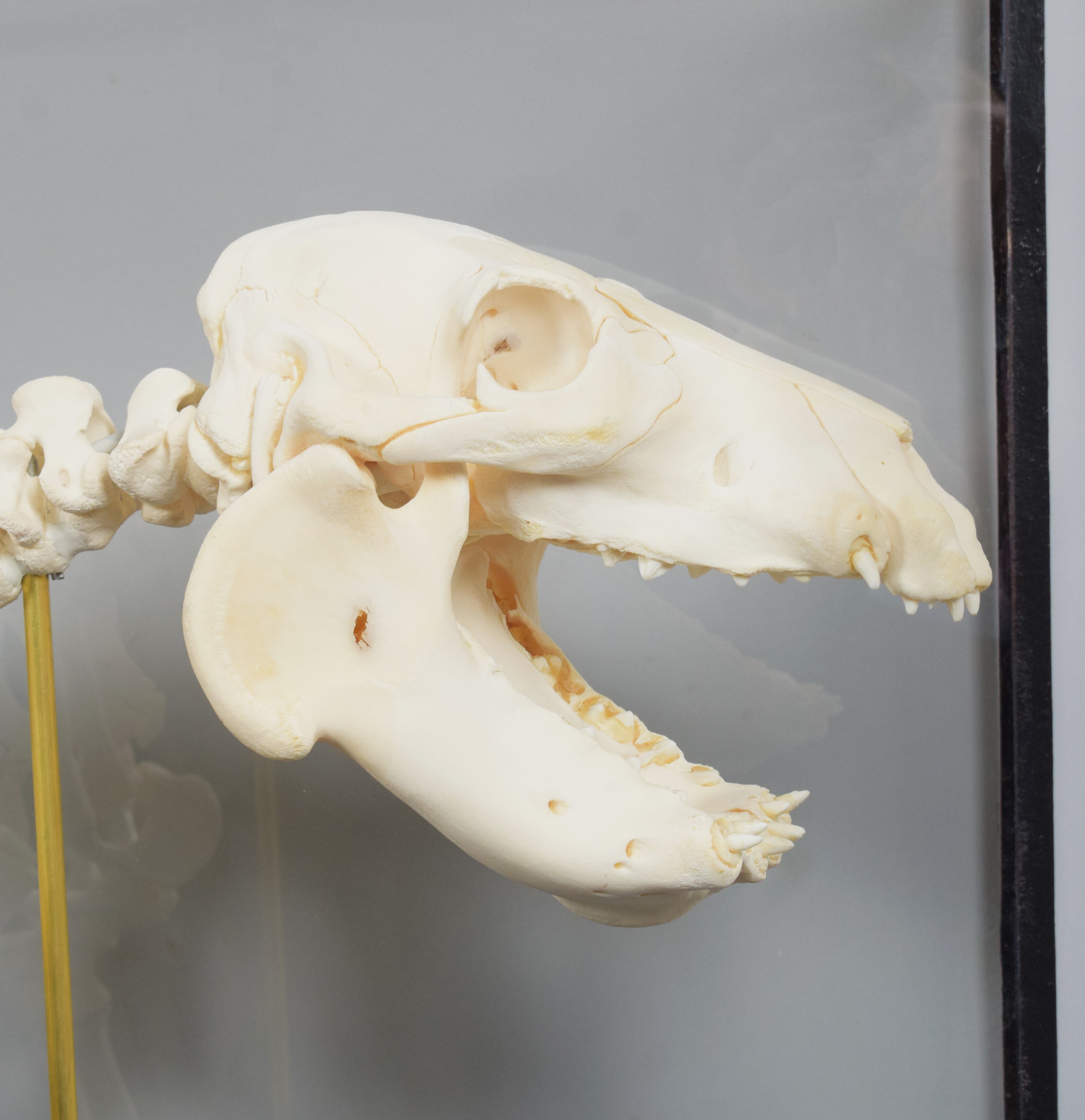 Lot 78 - Skeletons/Anatomy: A Cased Baby Hippopotamus