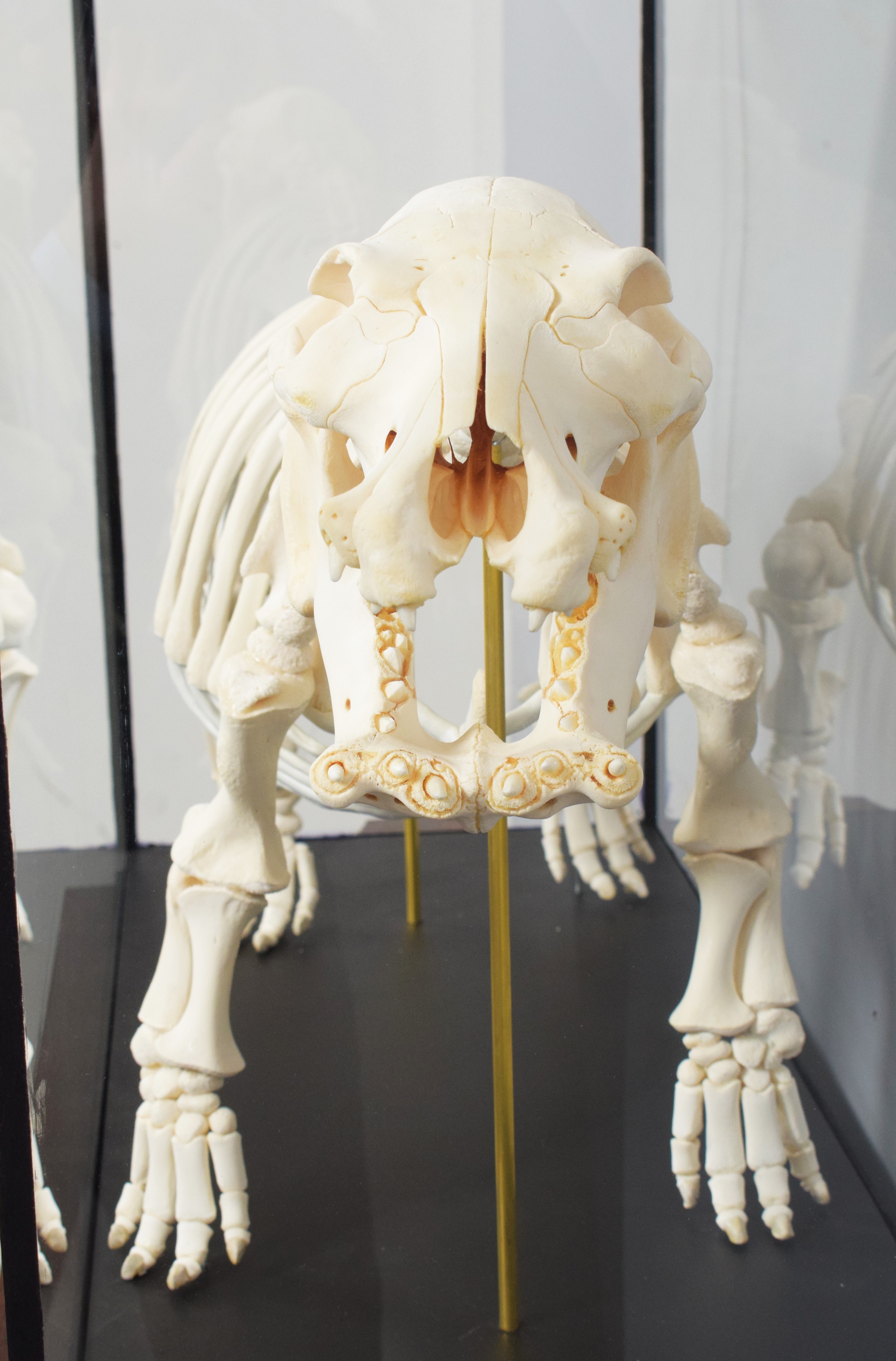 Lot 78 - Skeletons/Anatomy: A Cased Baby Hippopotamus