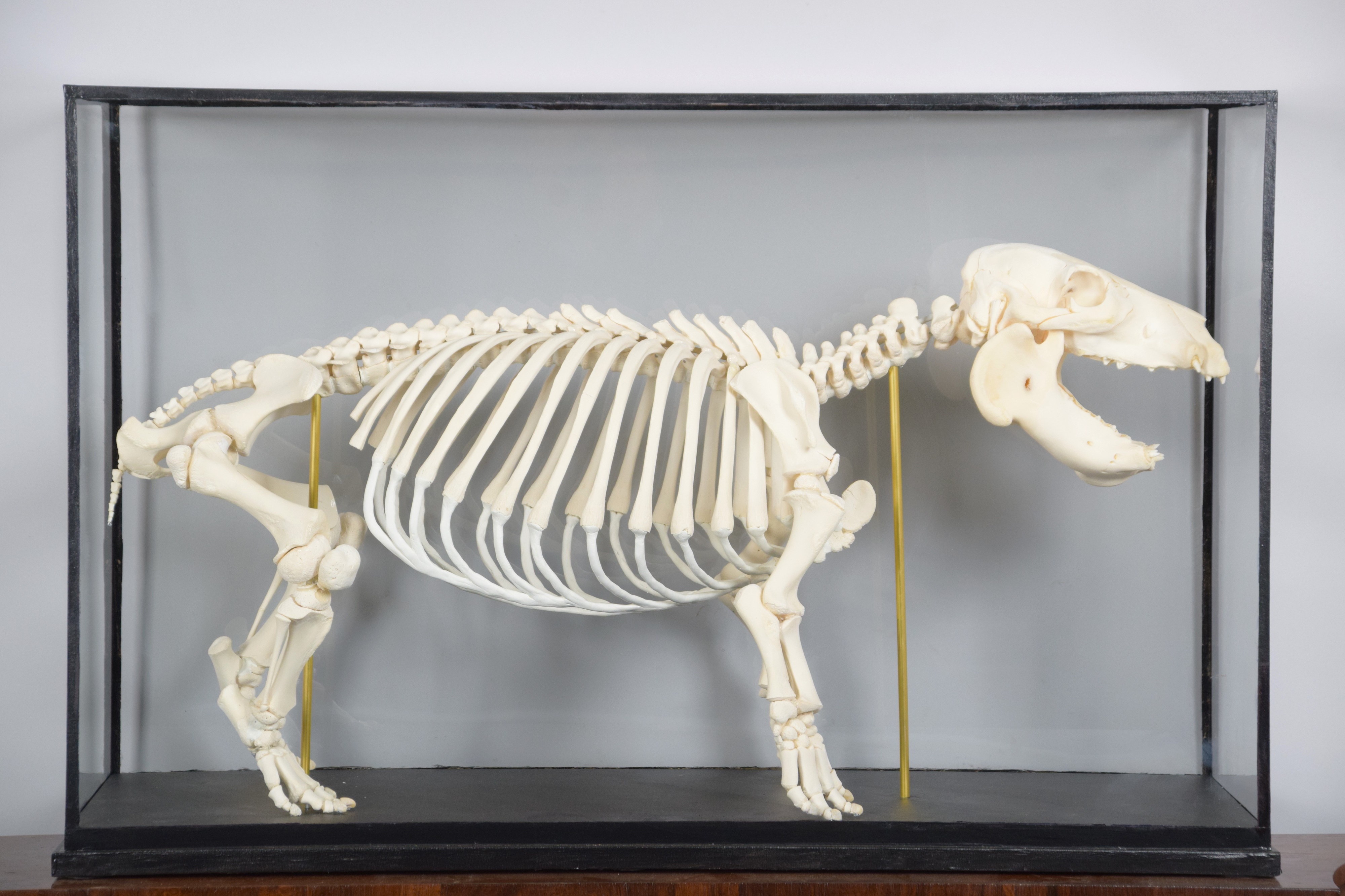 Lot 78 - Skeletons/Anatomy: A Cased Baby Hippopotamus
