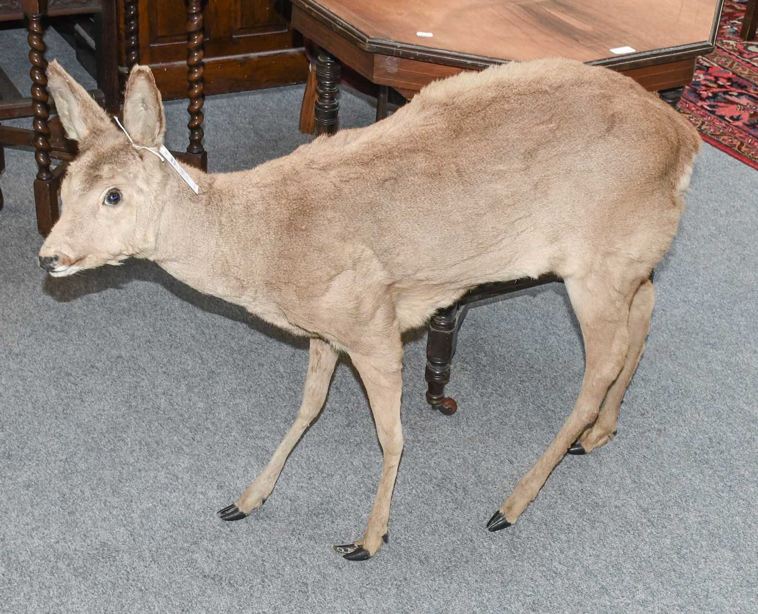 Lot 1116 - Taxidermy: A Full Mount Roe Deer Doe
