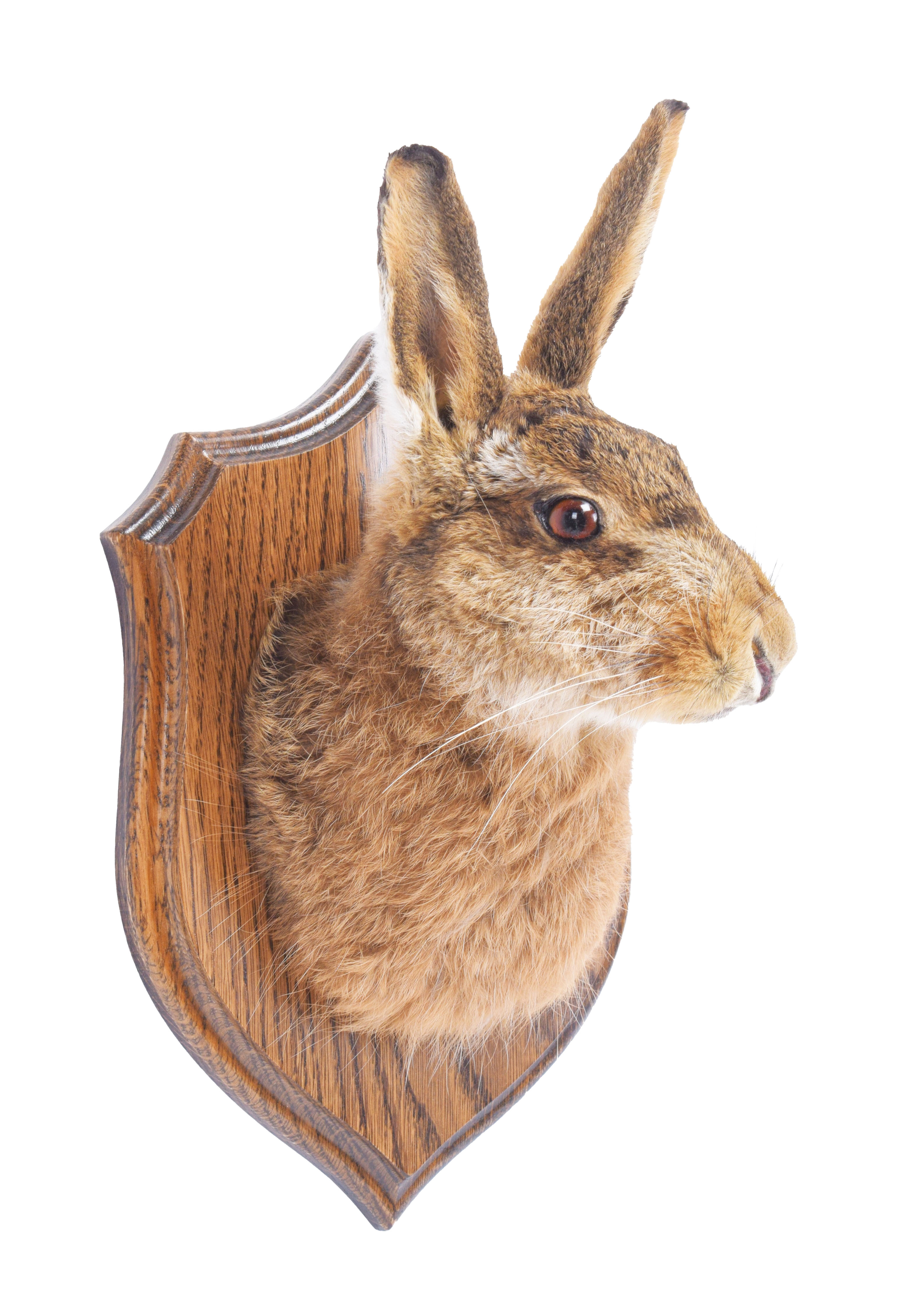 Lot 87 - Taxidermy: A European Hare Mask (Lepus