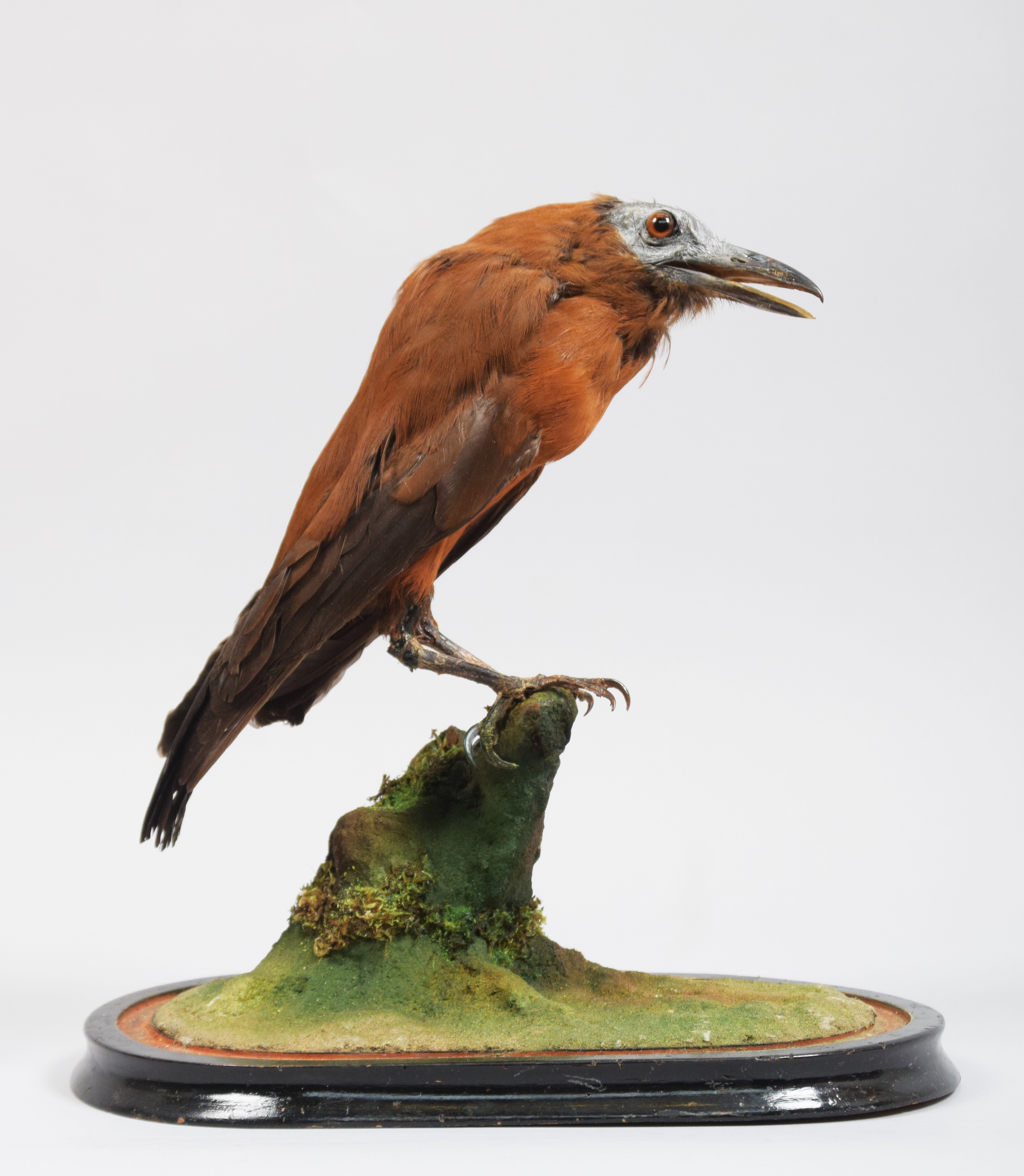 Lot 115 - Taxidermy: A Late Victorian Capuchinbird