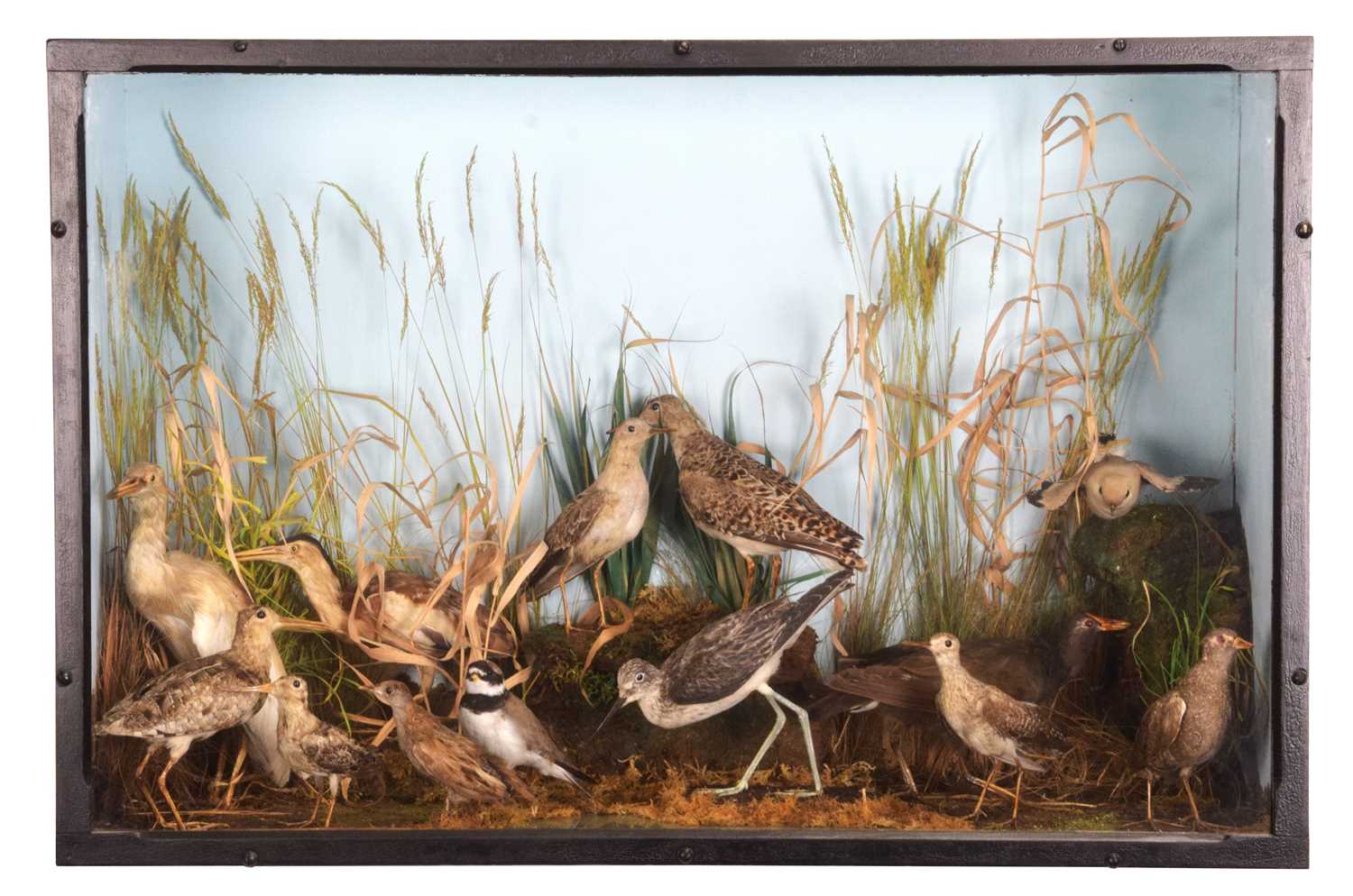 Lot 1099 - Taxidermy: A Diorama of Wading and Estuary