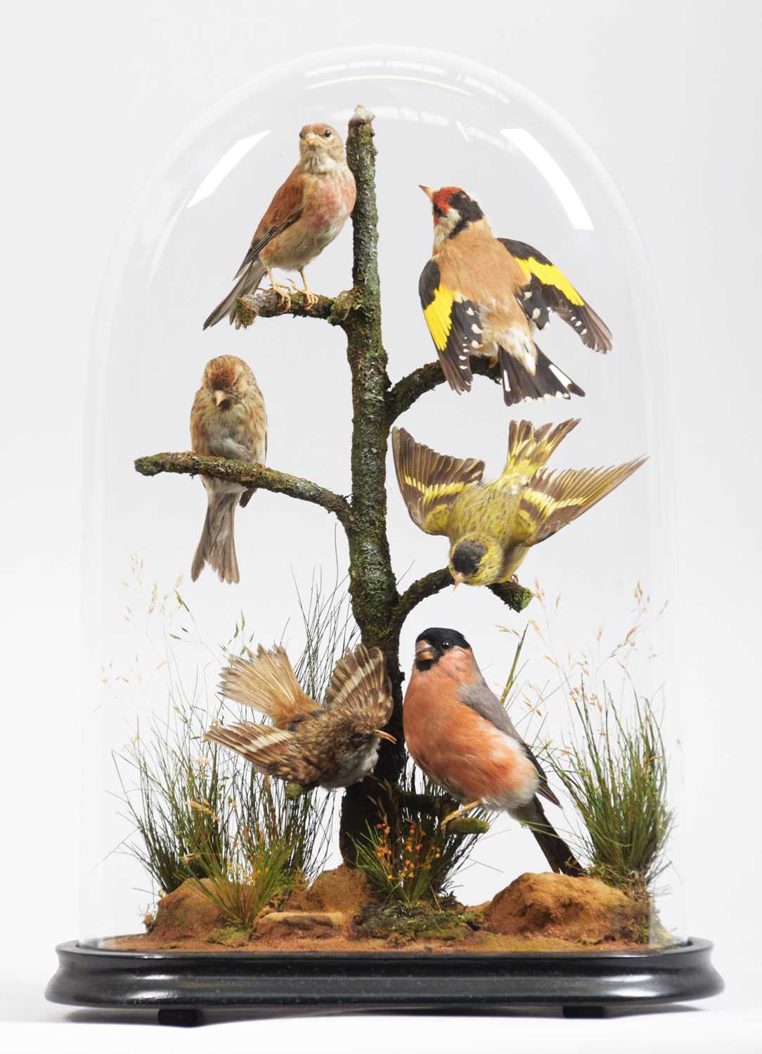 Lot 23 - Taxidermy: A Late Victorian Display of