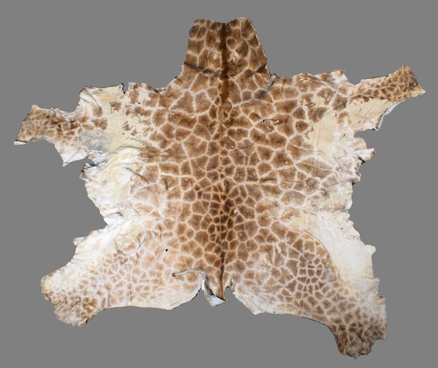 Lot 1239 - Hides/Skins: A Southern Giraffe Hide
