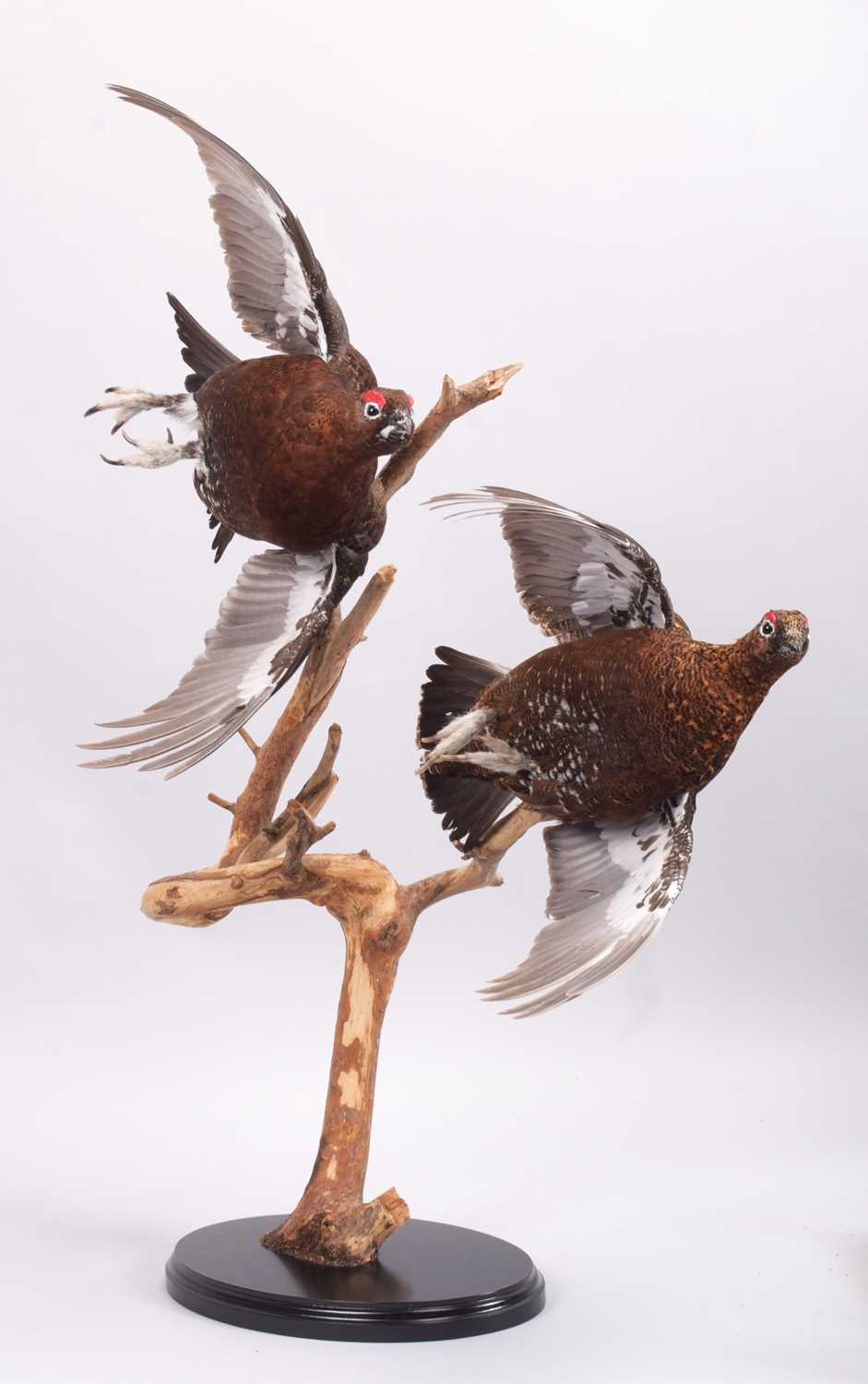 Lot 113 - Taxidermy: A Pair of Flying Red Grouse