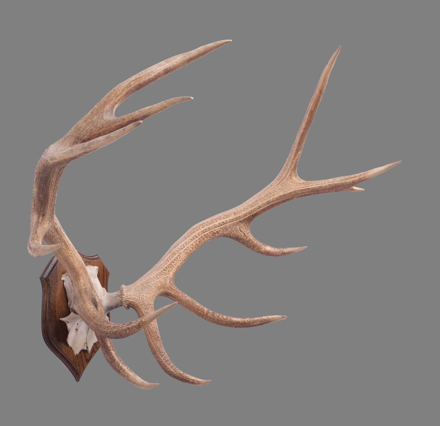 Lot 290 - Antlers/Horns: A Rare Set of Tibetan or Shou
