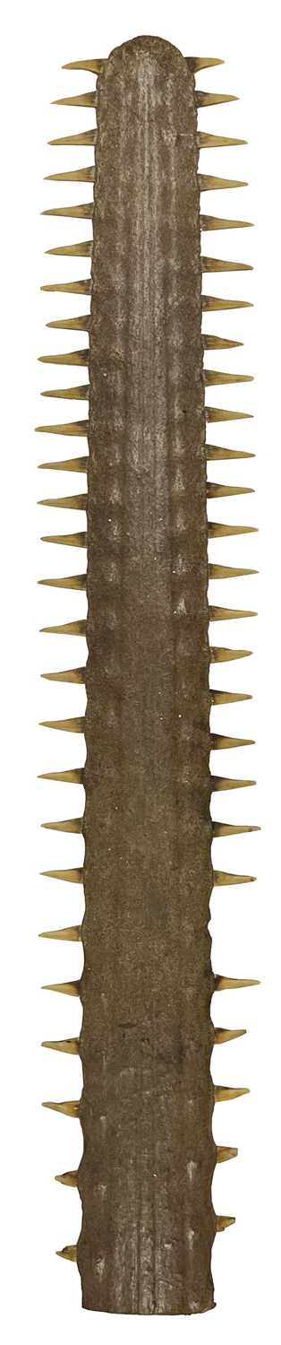 Lot 182 - Natural History: Sawfish Rostrum (Pristidae