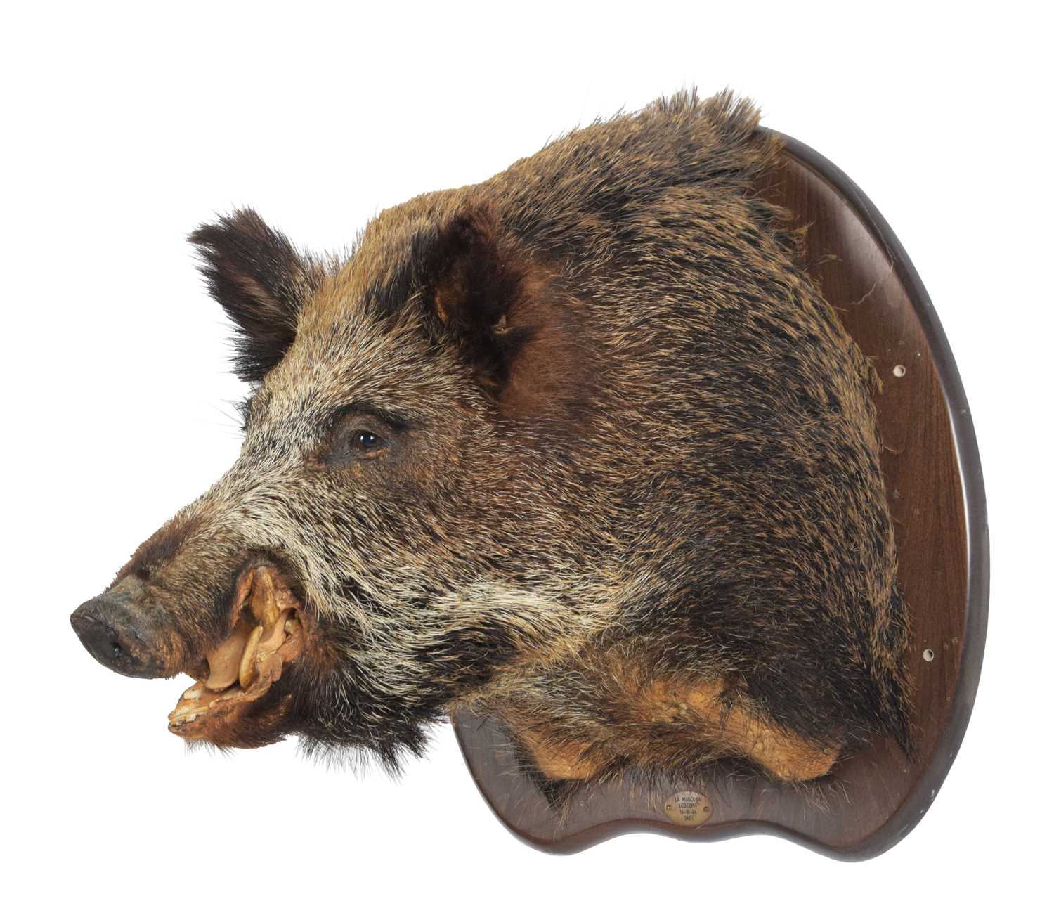 Lot 222 - Taxidermy: European Wild Boar (Sus scrofa),