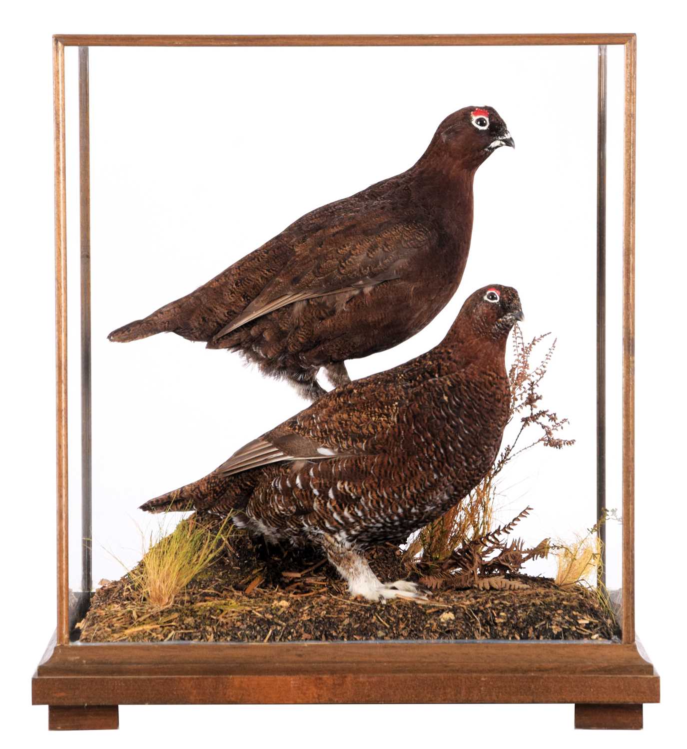 Lot 251 - Taxidermy: A Cased Pair of Red Grouse