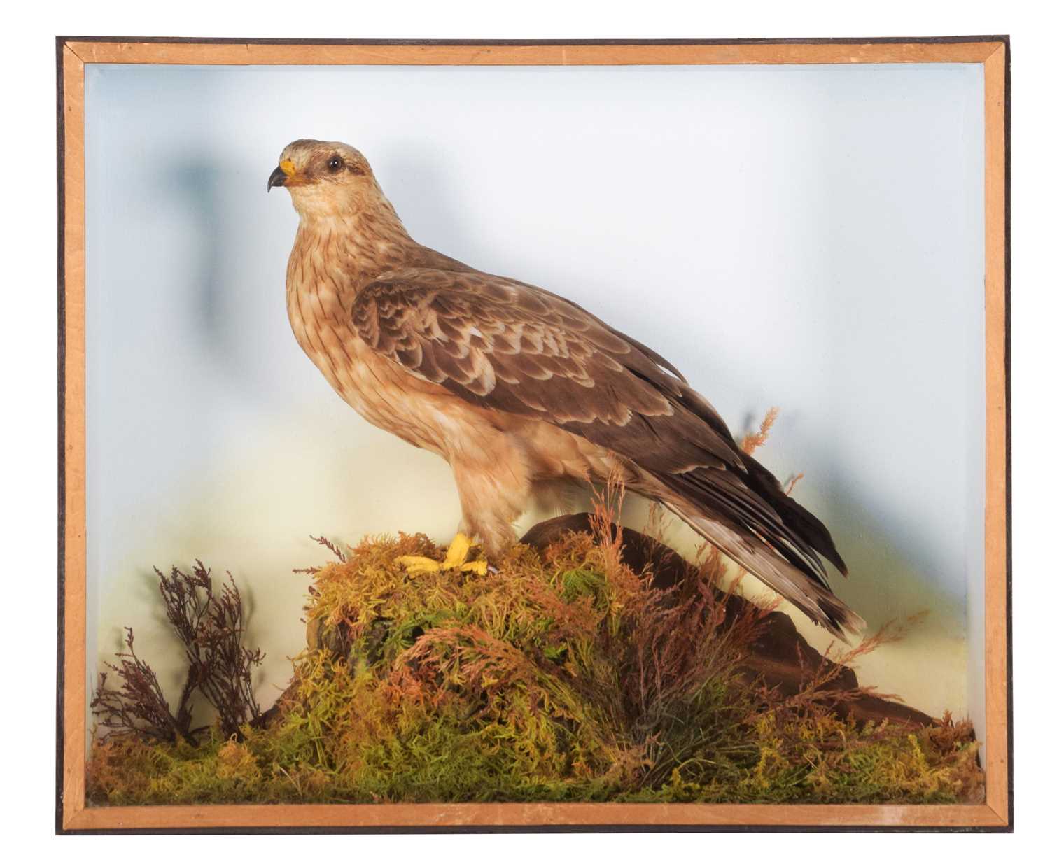 Lot 73 - Taxidermy: A Cased European Honey Buzzard