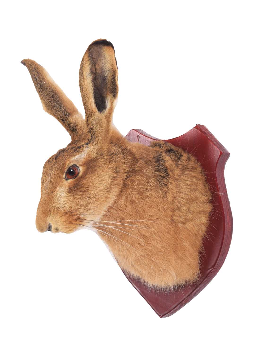 Lot 69 - Taxidermy: A European Hare Mask (Lepus
