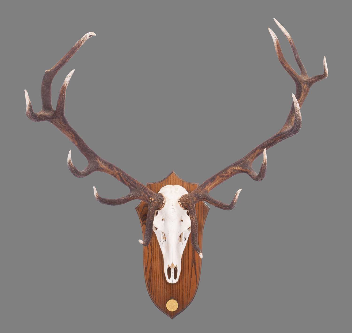 Antlers/Horns: A Set of Monarch Red Deer Antlers