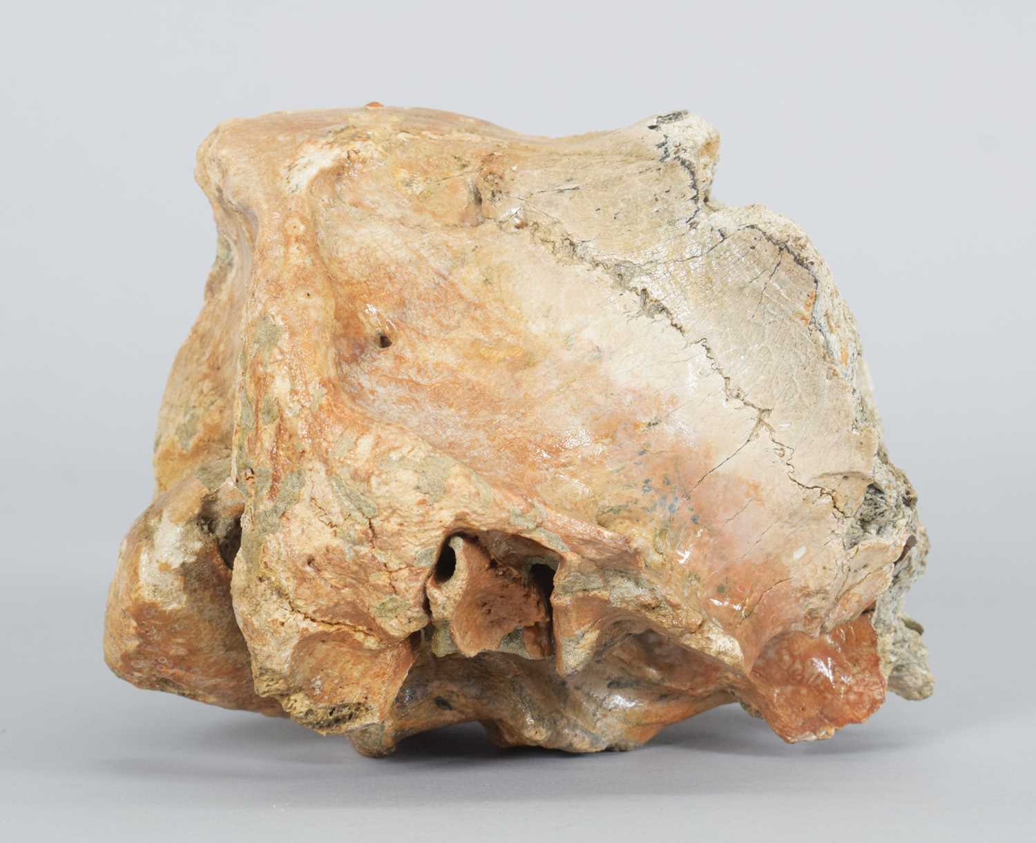 Lot 193 - Skulls/Anatomy: An Extinct Giant Irish Elk