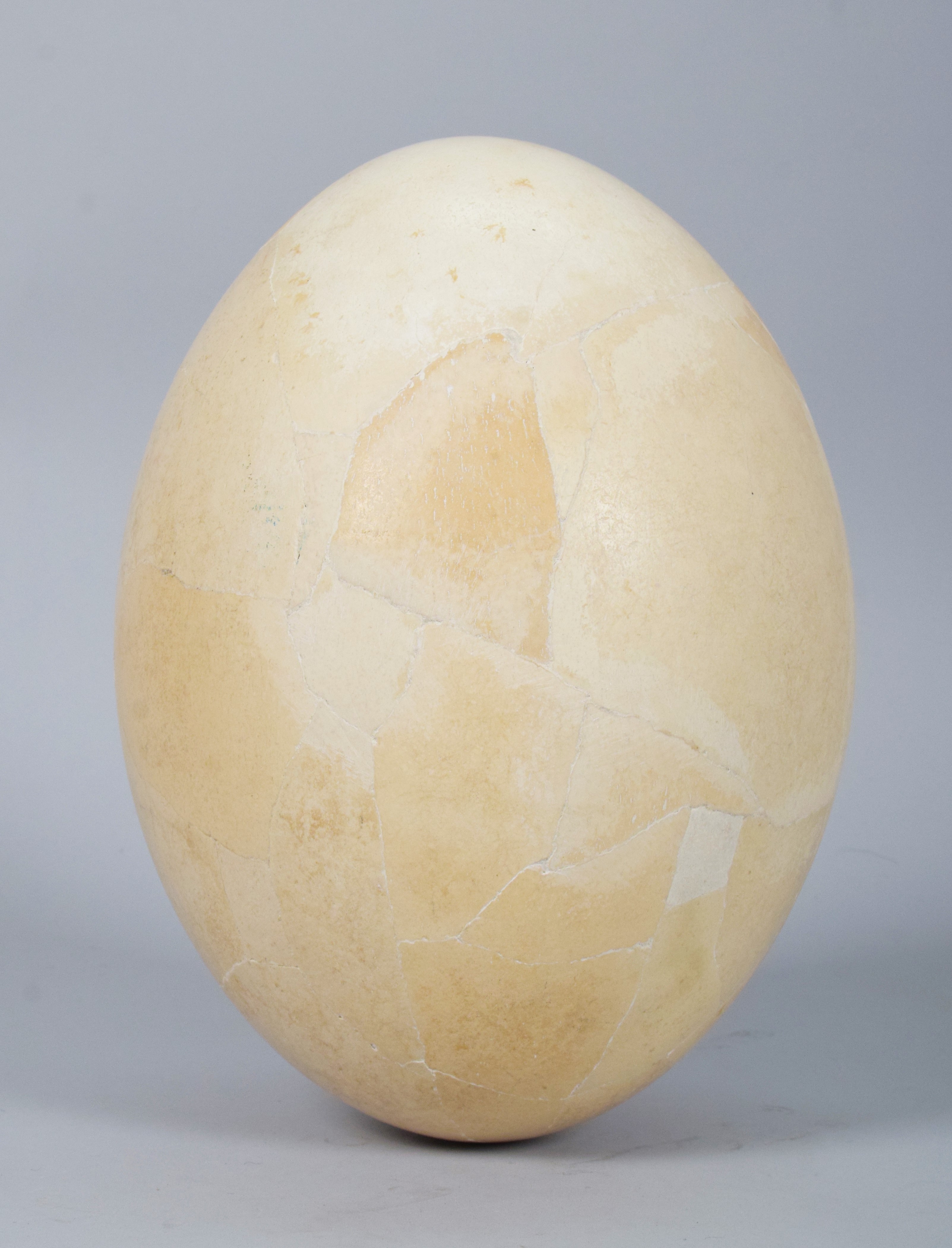 Lot 202 - Natural History: A Complete Elephant Bird
