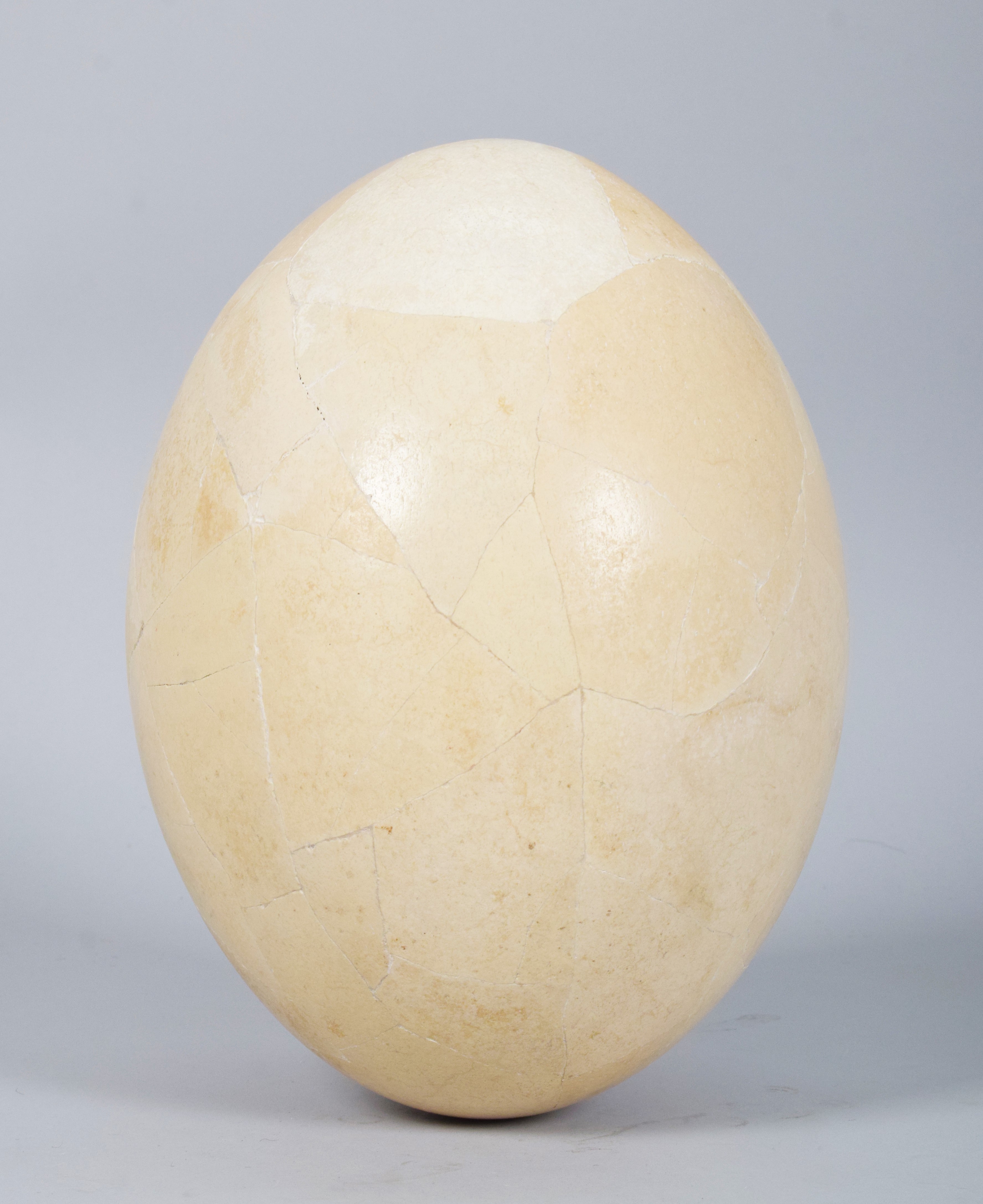 Lot 202 - Natural History: A Complete Elephant Bird