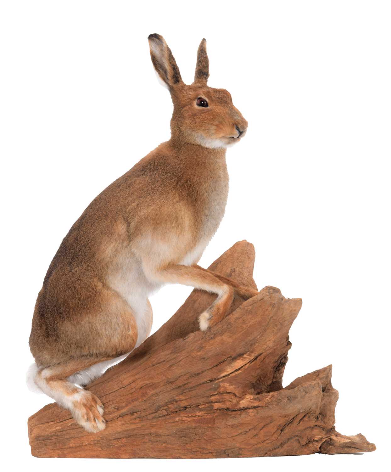 Taxidermy: Irish Hare (Lepus timidus hibernicus),