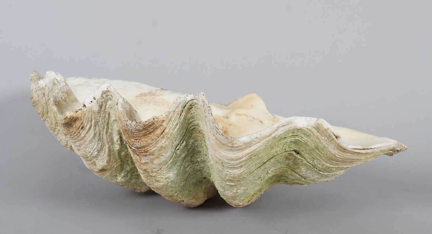 Lot 199 - Conchology: Giant Clam Shell (Tridacna