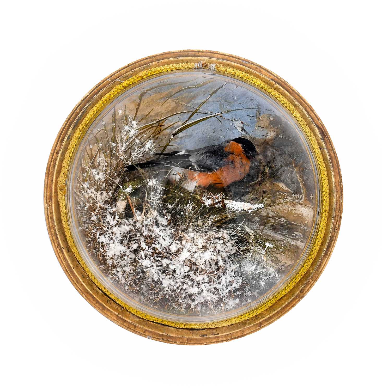 Lot 1157 - Taxidermy: A European Bullfinch Wall Dome