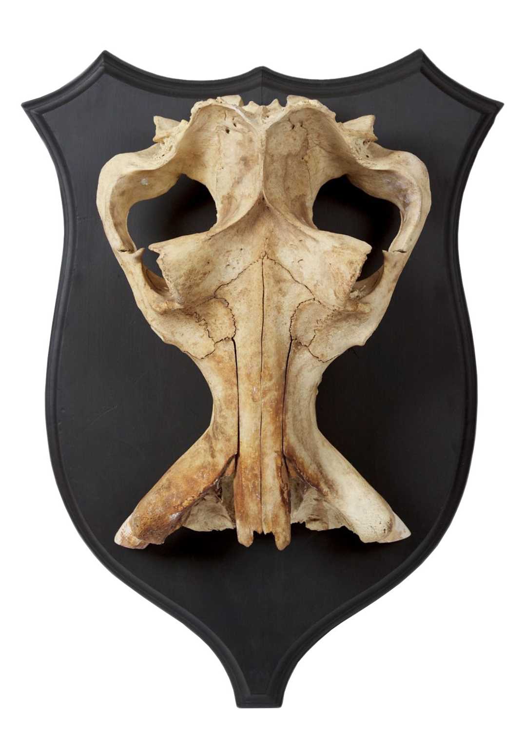 Lot 88 - Skulls/Anatomy: African Hippopotamus Skull
