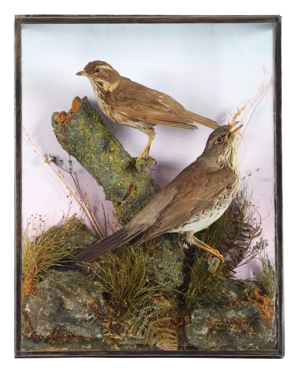 Lot 54 - Taxidermy: A Wall Cased Redwing and Fieldfare