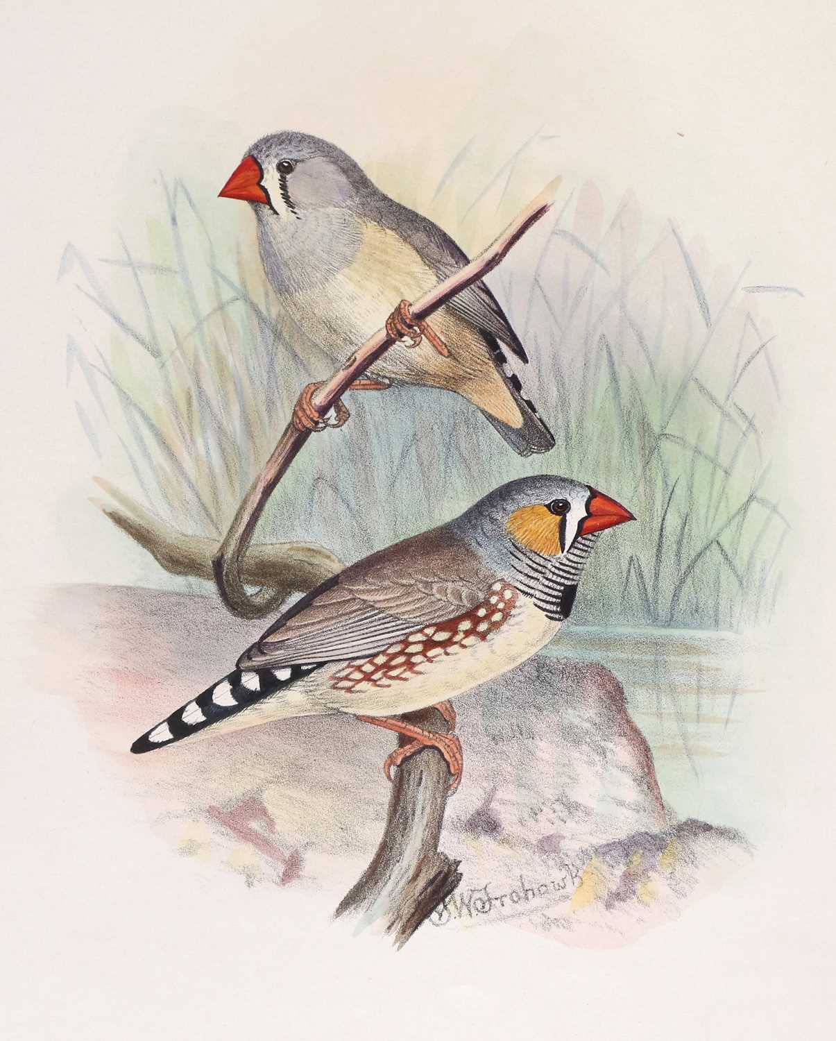 Lot 130 - Butler (Arthur G.). Foreign Finches in