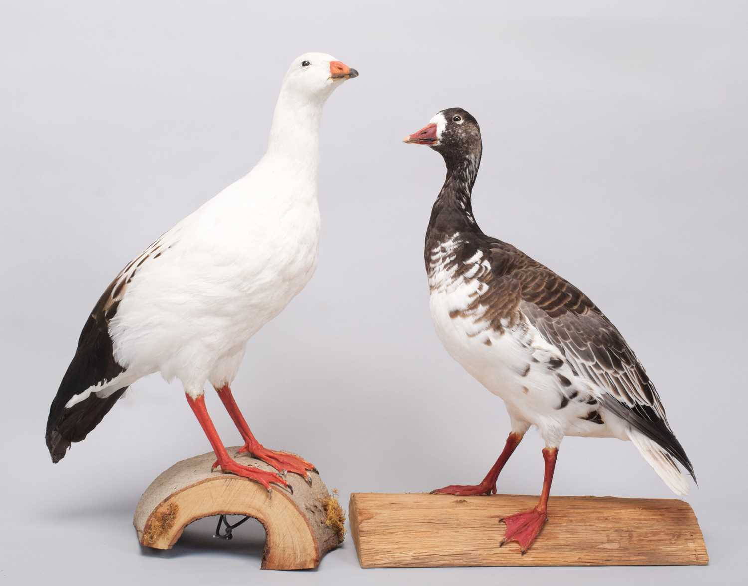 Lot 163 - Taxidermy: Andean Goose and Blue-Ross Snow