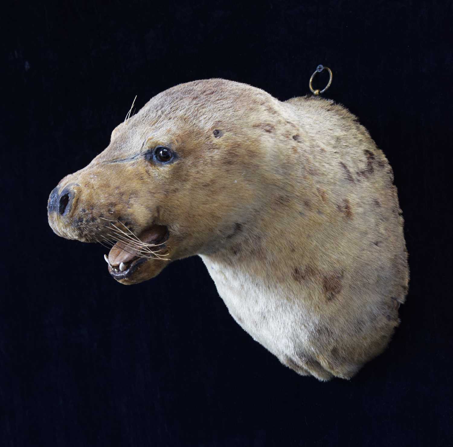 Lot 248 - Taxidermy: A Late Victorian Grey Seal Neck
