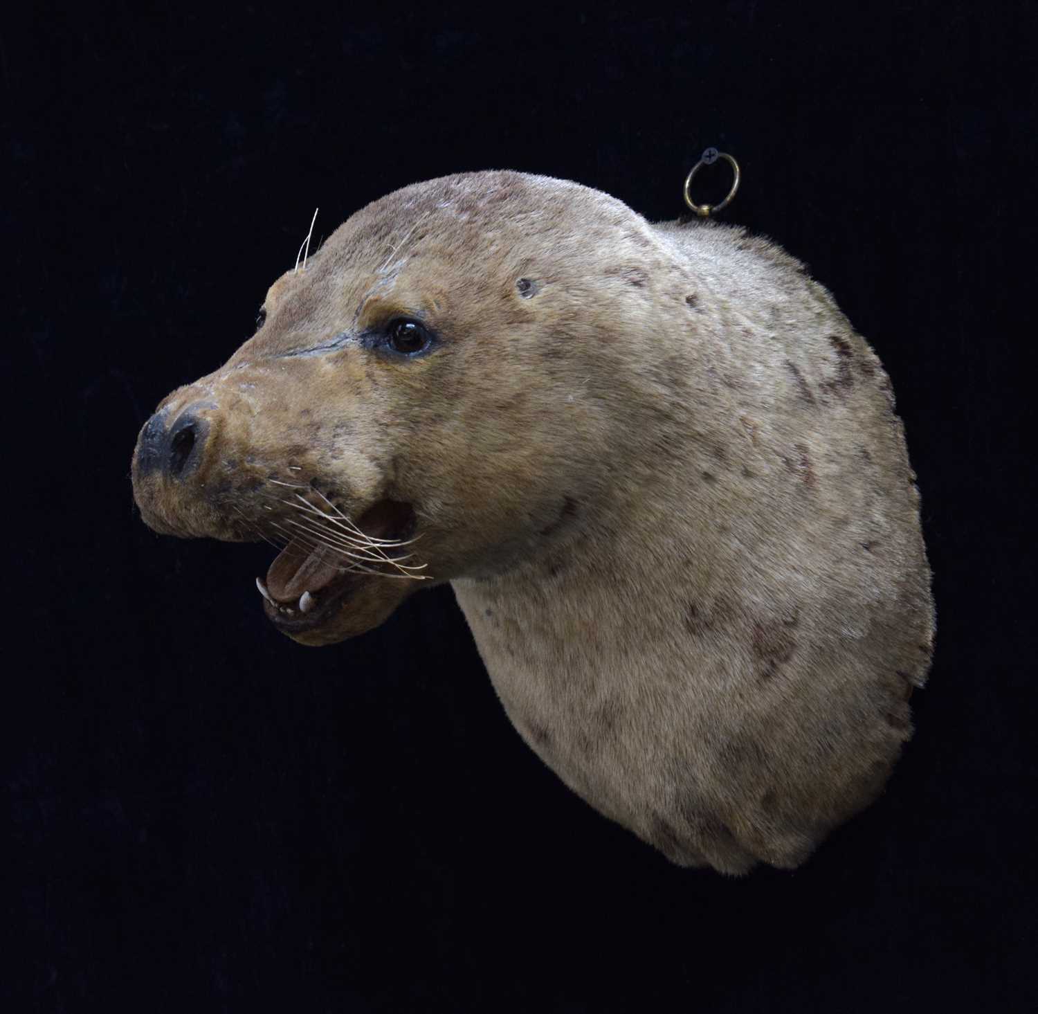 Lot 248 - Taxidermy: A Late Victorian Grey Seal Neck