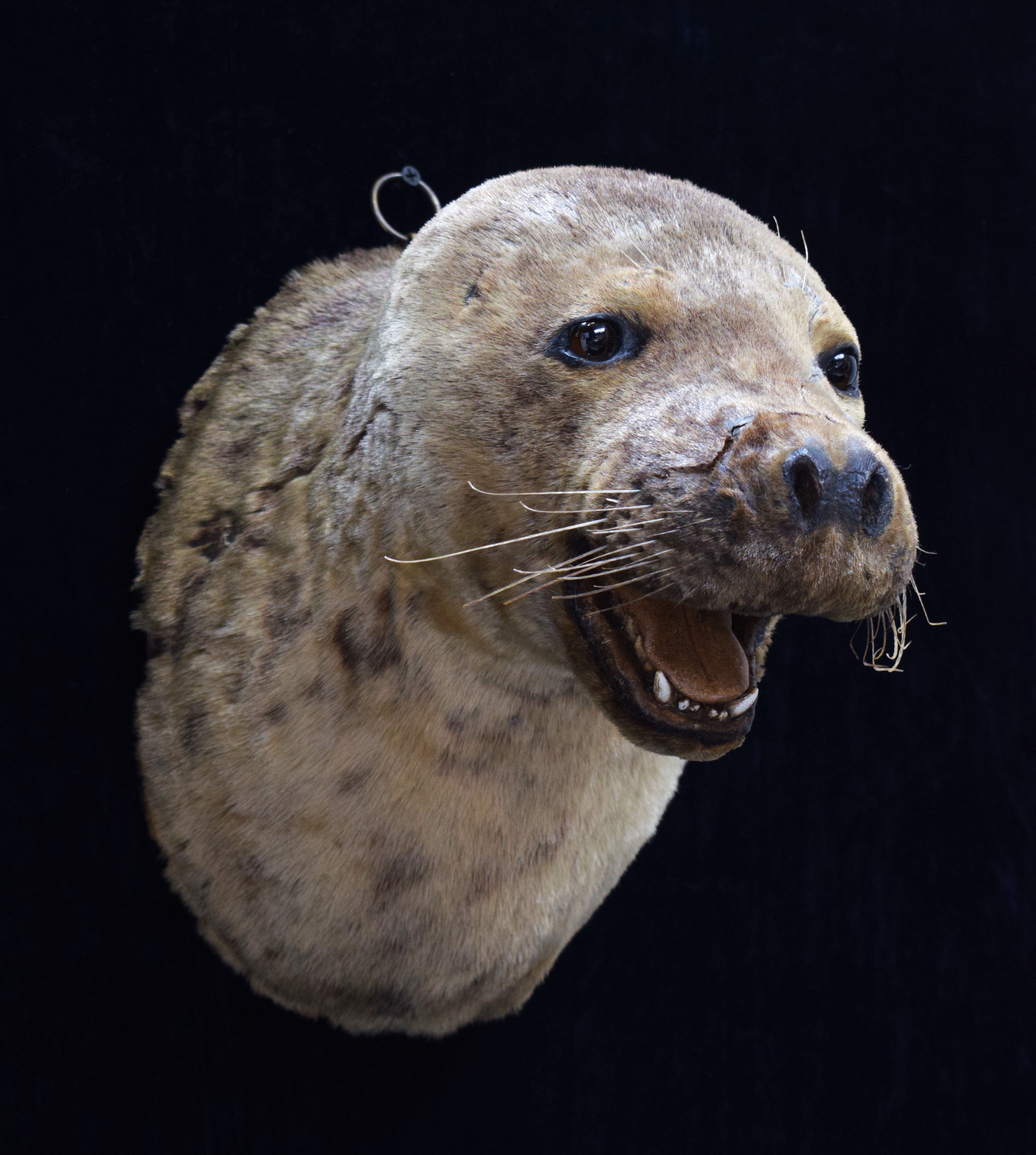Lot 248 - Taxidermy: A Late Victorian Grey Seal Neck