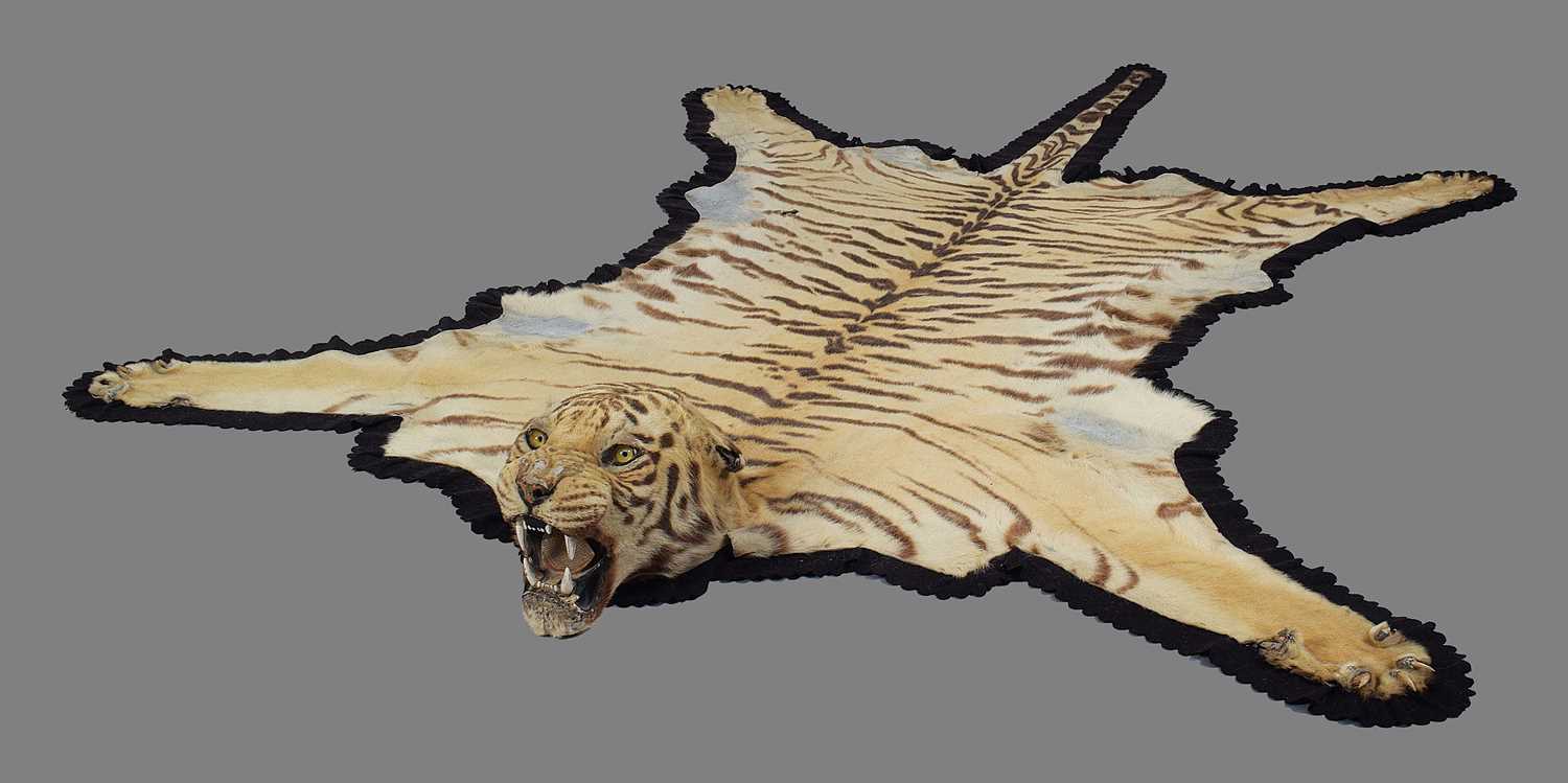 Lot 262 - Taxidermy: Bengal Tiger Skin Rug (Panthera